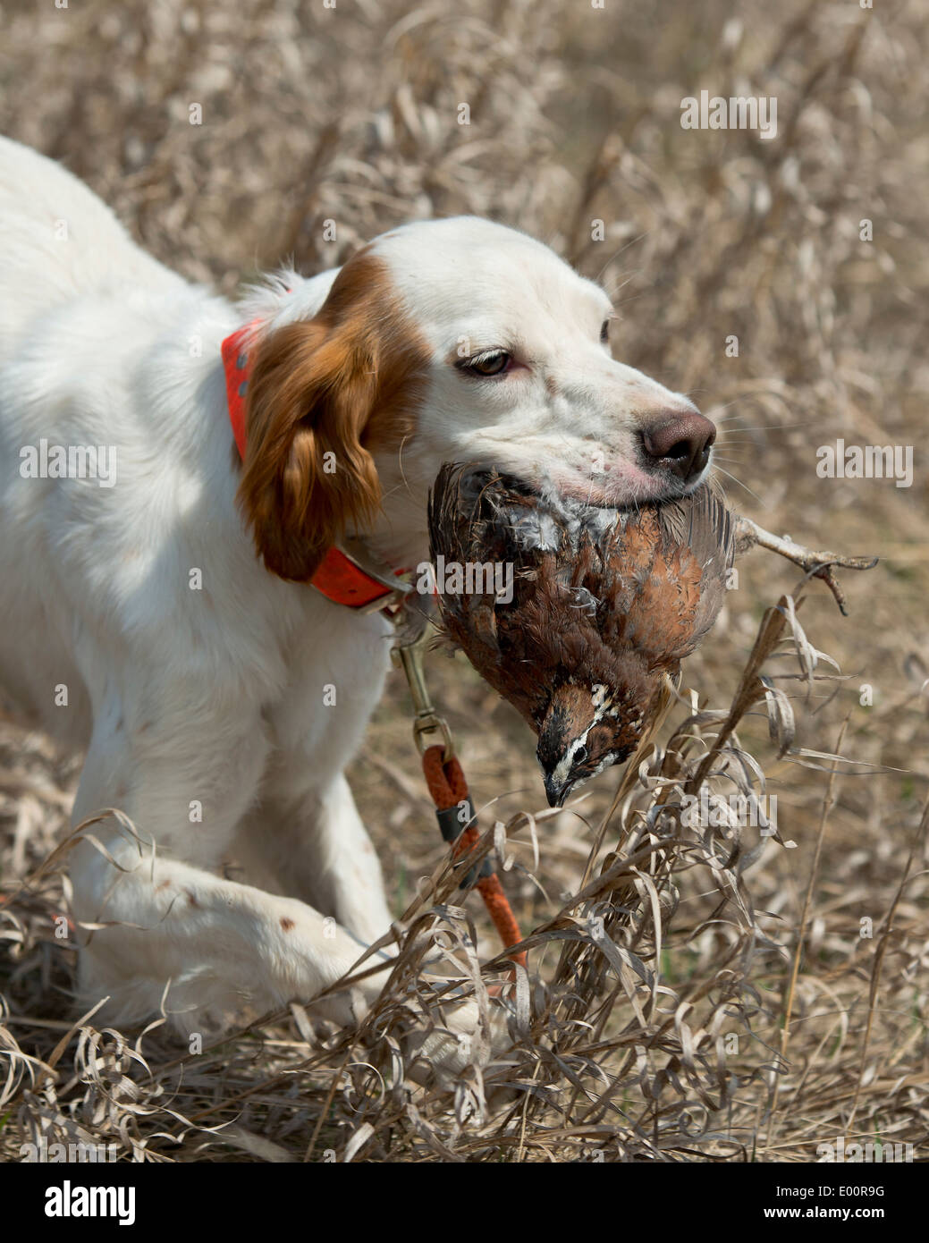 Bird dog hi-res stock photography and images - Alamy