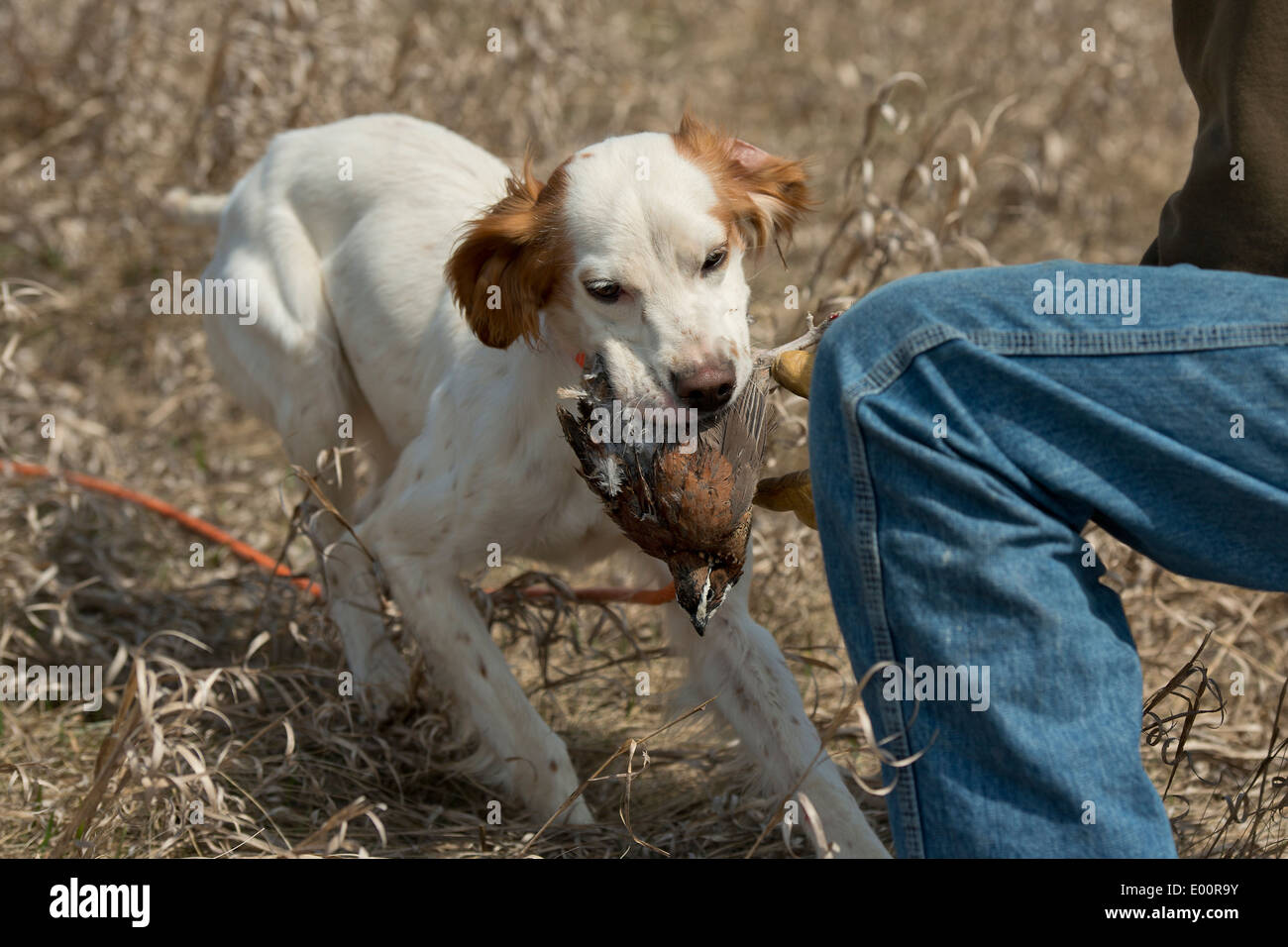 English setter retrieving hi-res stock photography and images - Alamy