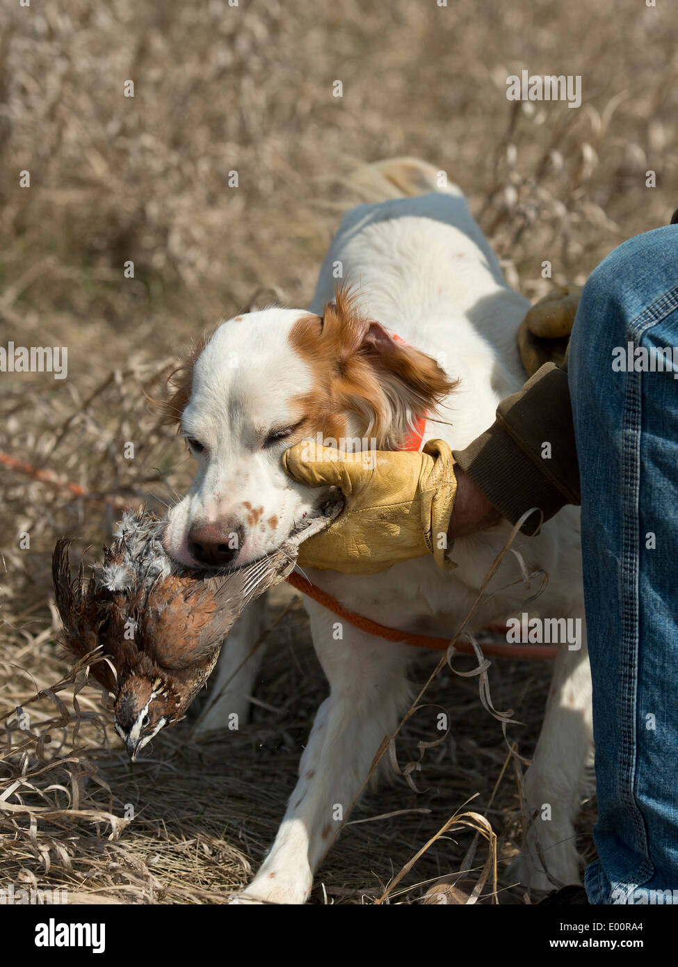 English setter retrieving hi-res stock photography and images - Alamy