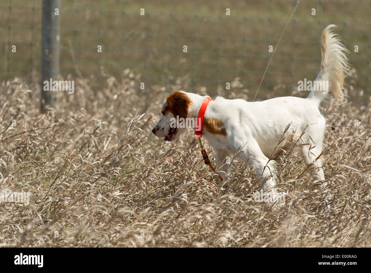 English setter on point hunting hi-res stock photography and images - Alamy