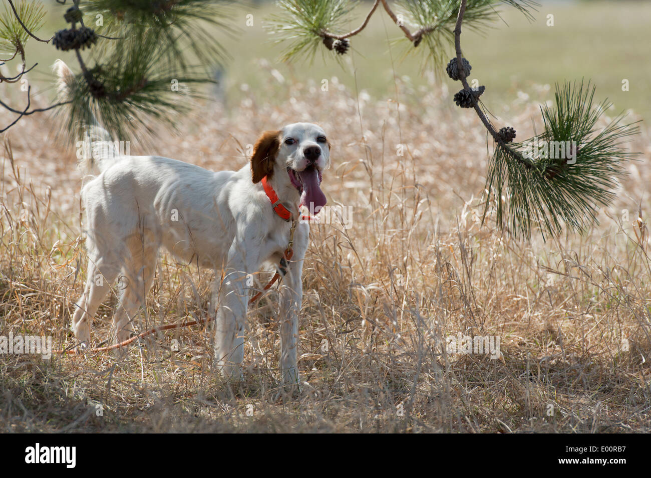 Hunting Dog on Point Stock Photo - Alamy
