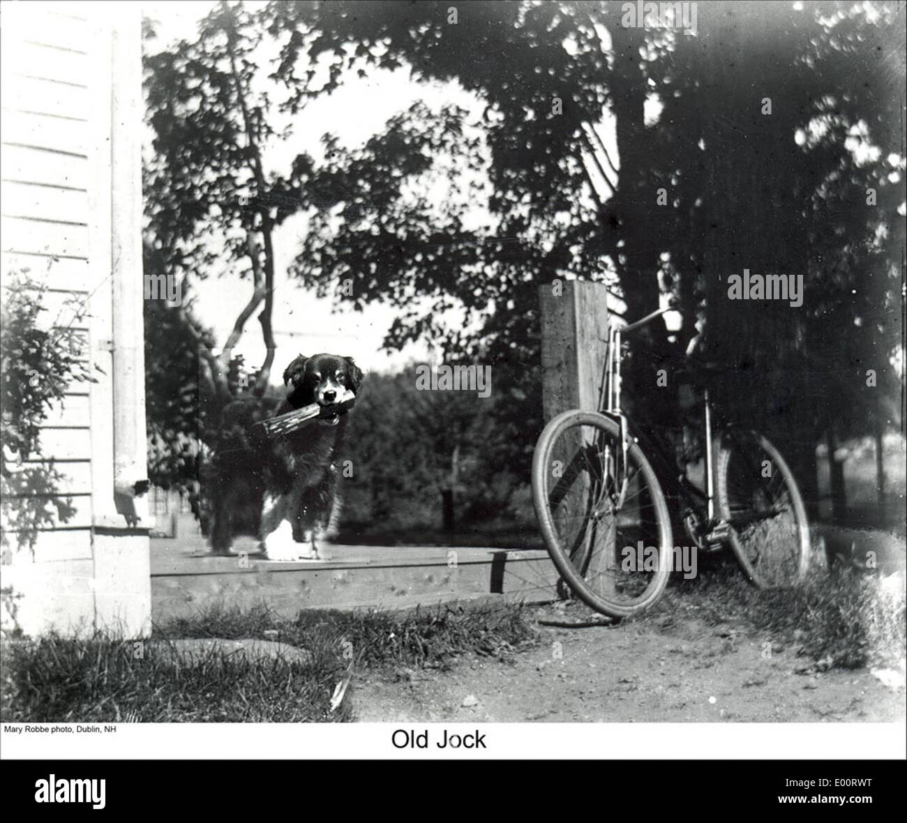 'Old Jock' is an iconic portrait of a beloved dog in Dublin, New ...