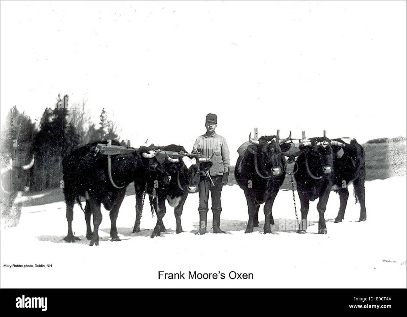 Team of oxen hi-res stock photography and images - Alamy