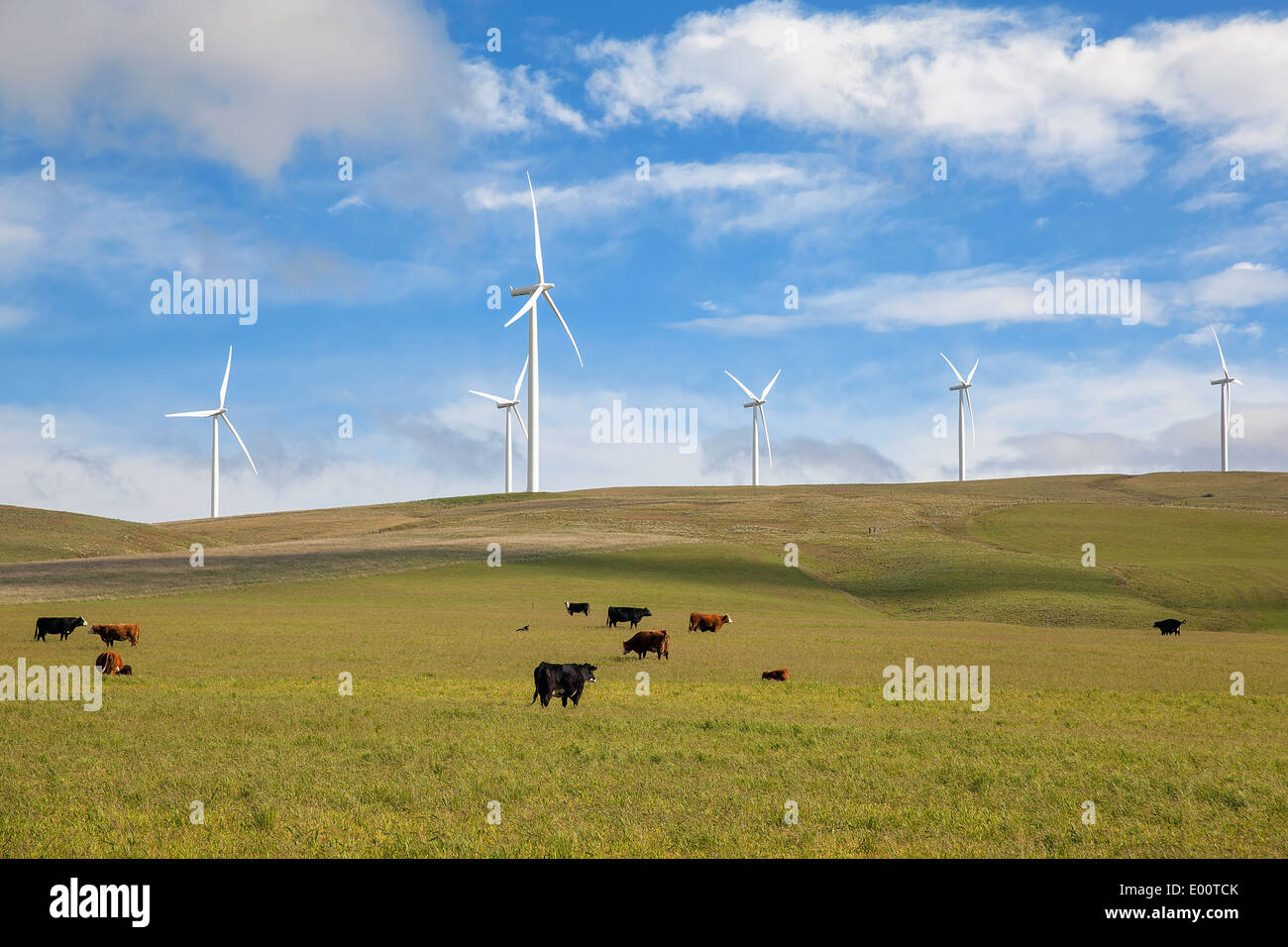 Cattle with wind turbines hi-res stock photography and images - Alamy