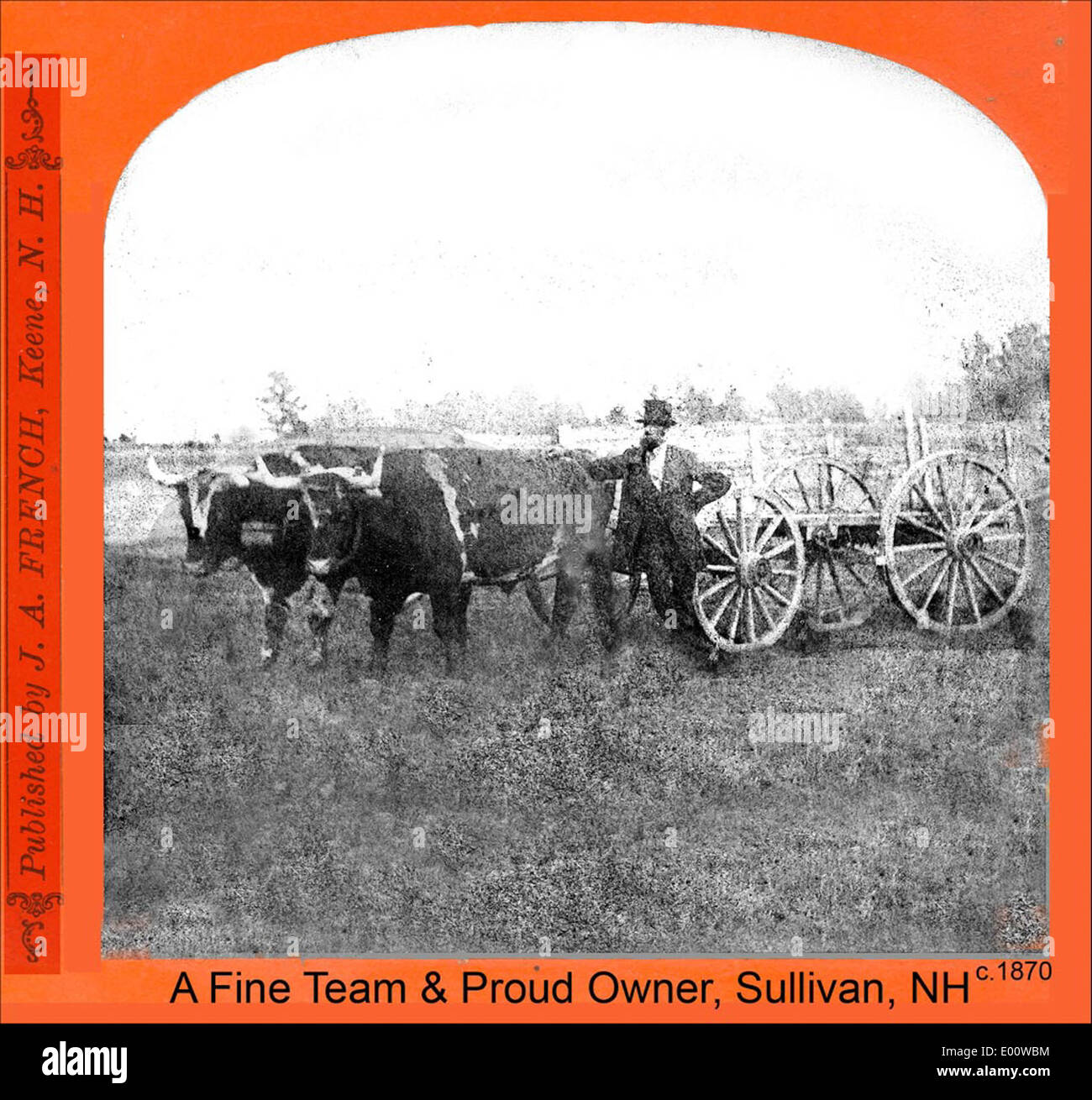 Team of oxen hi-res stock photography and images - Alamy