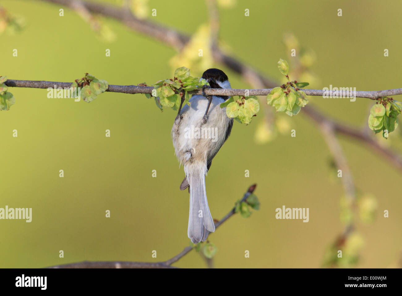 Black-capped chickadee (Poecile atricapillus) on hanging on a tree ...