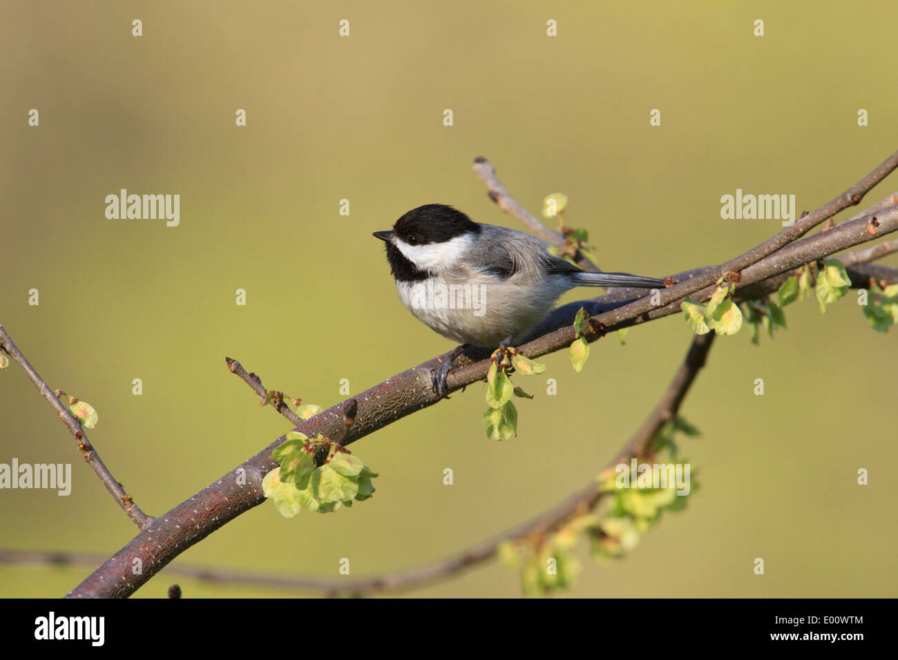 Black capped chickadee in spring hi-res stock photography and images ...