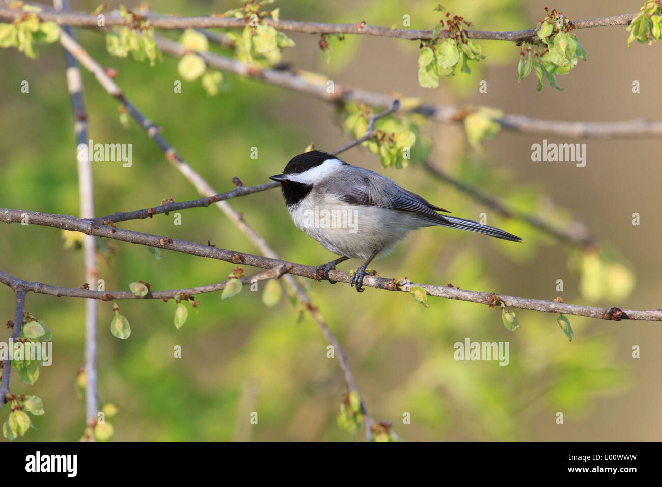 Black-capped chickadee (Poecile atricapillus) on tree branch in the ...