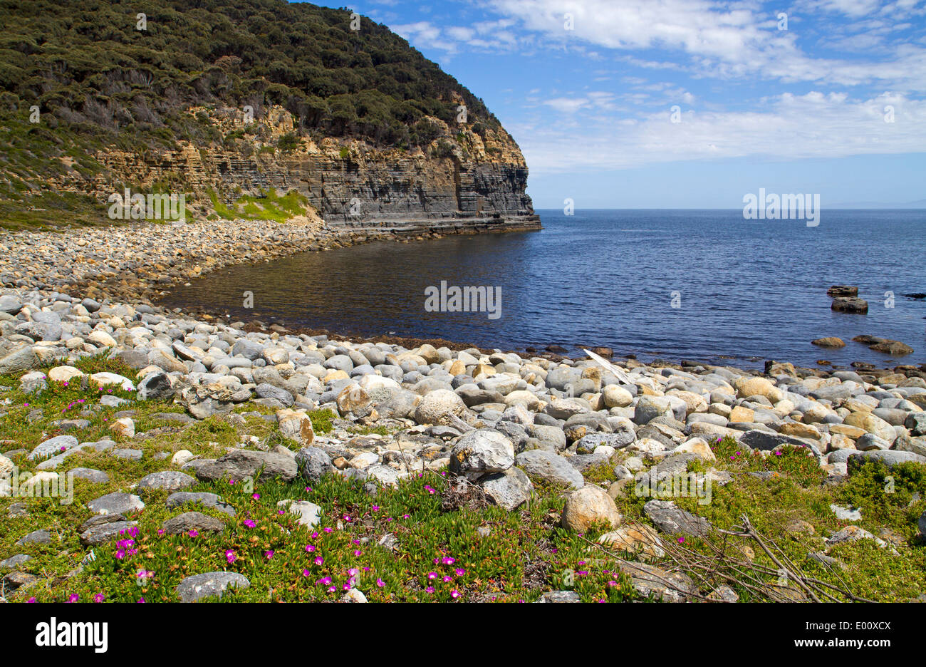 Tunnel Bay and the cliffs of Shipstern Bluff Stock Photo - Alamy