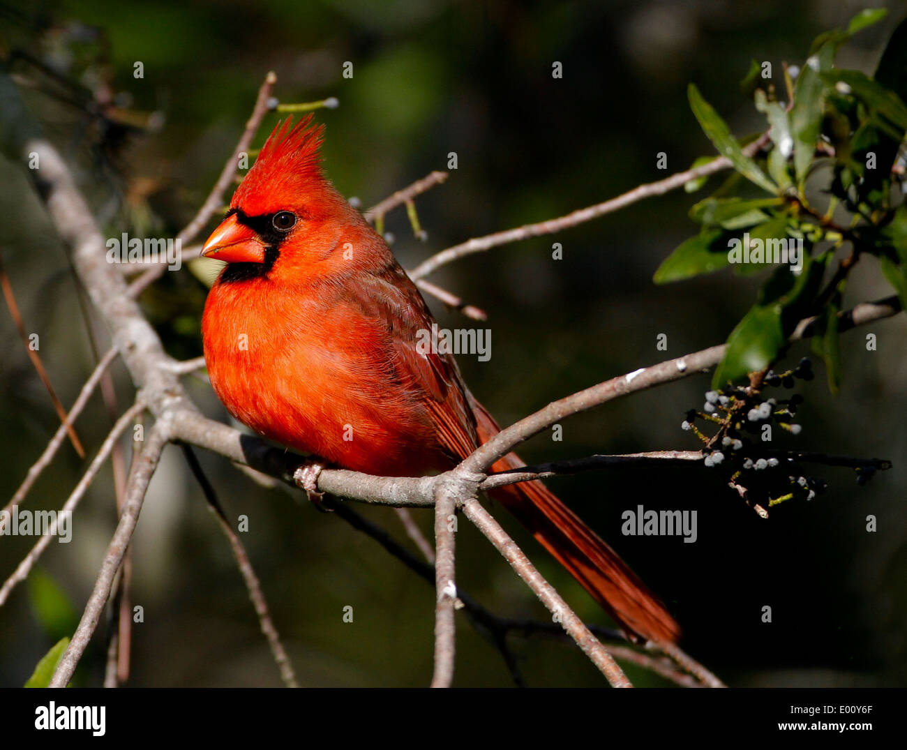 Male cardinal hi-res stock photography and images - Alamy