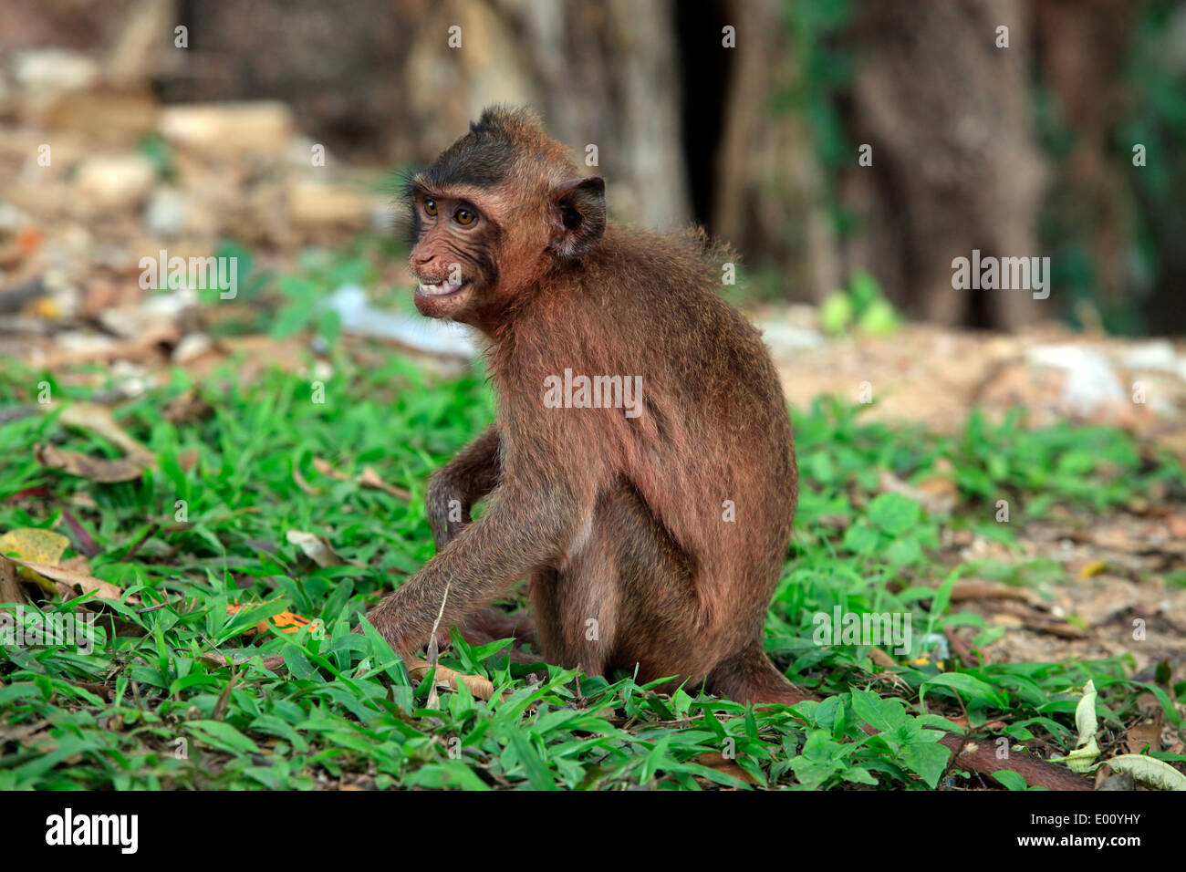 Cambodia monkey jungle hi-res stock photography and images - Alamy