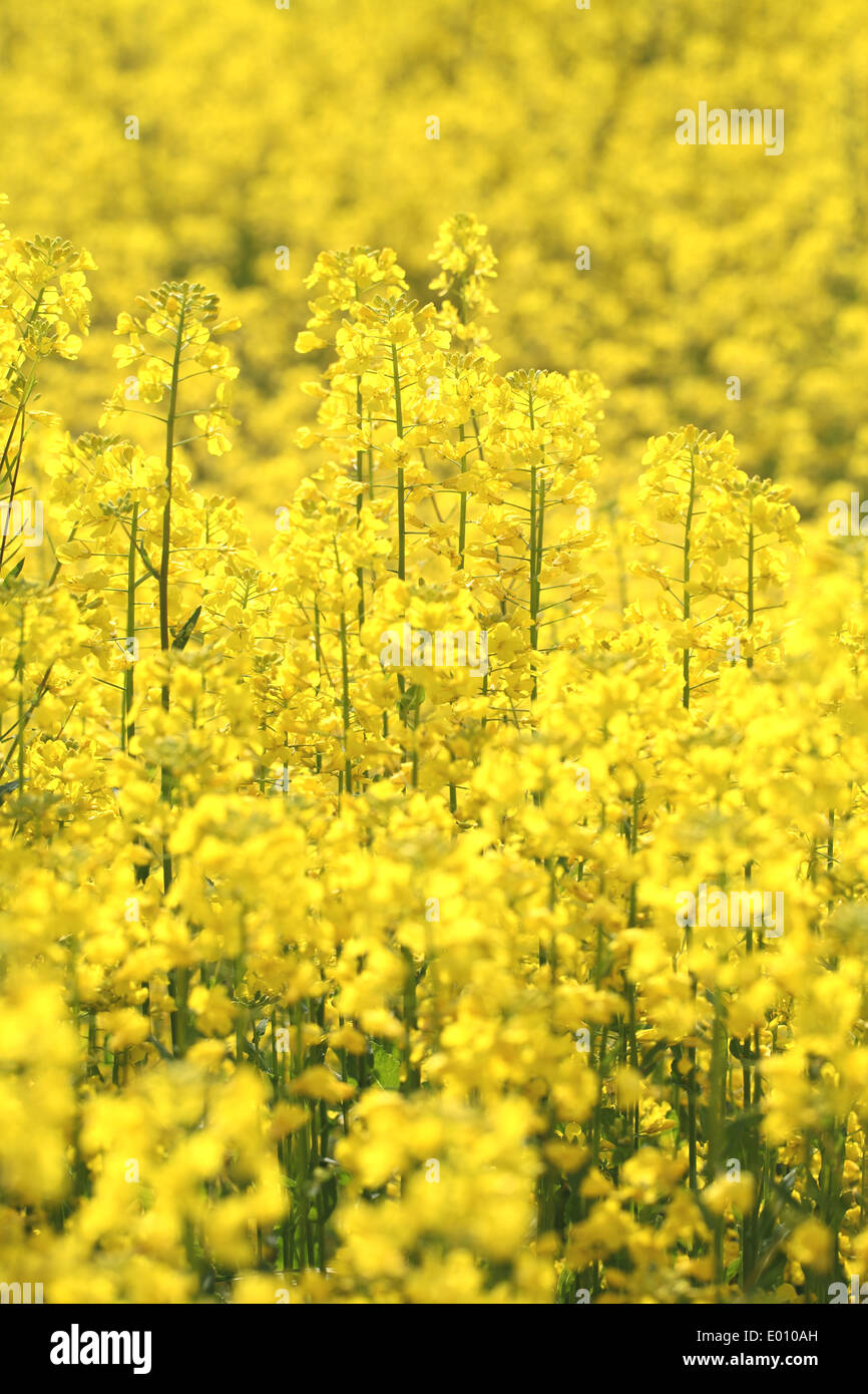 Rapeseed blossom stem hi-res stock photography and images - Alamy