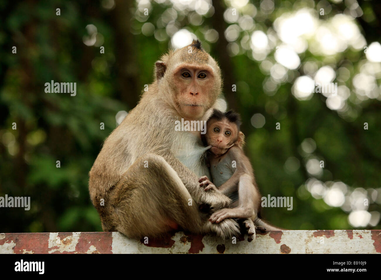 Family of monkeys. Cambodia Stock Photo - Alamy