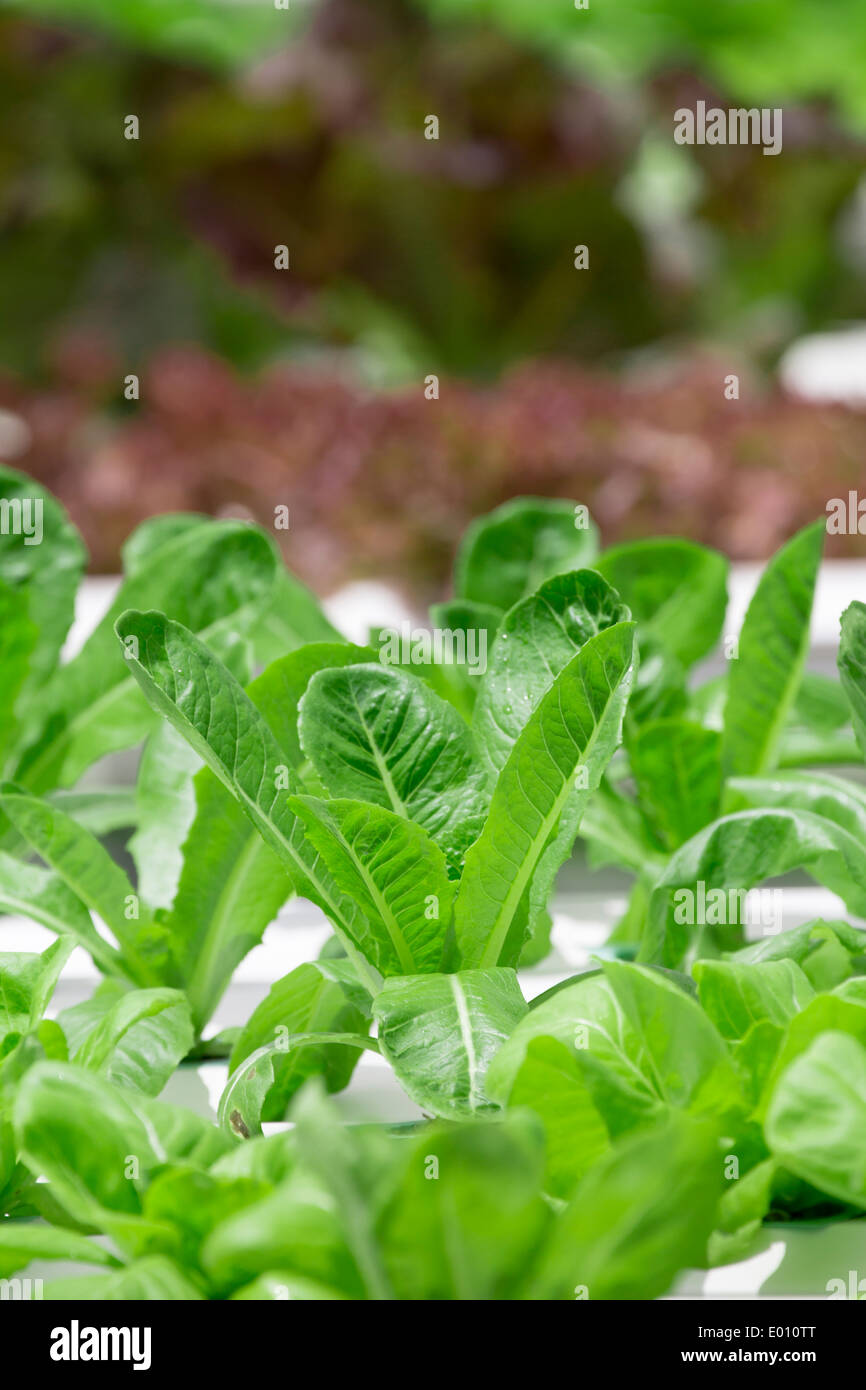 Organic hydroponic vegetable growth cultivation farm background Stock ...