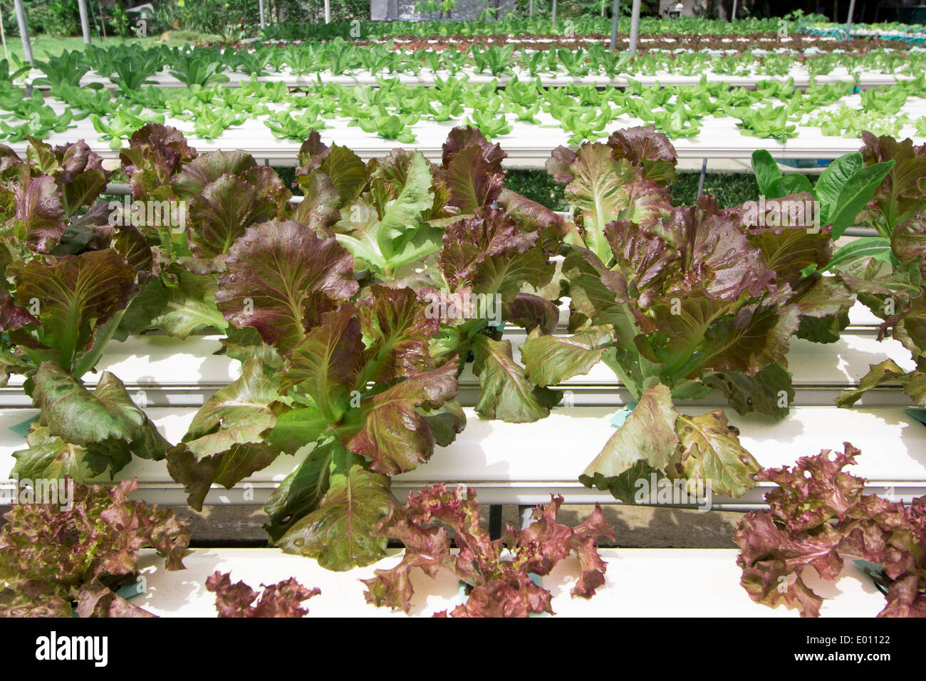 Organic hydroponic vegetable growth cultivation farm background Stock ...