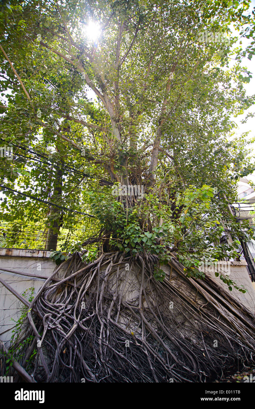 A large Bodhi tree growing with many large roots spreading on a wall on ...