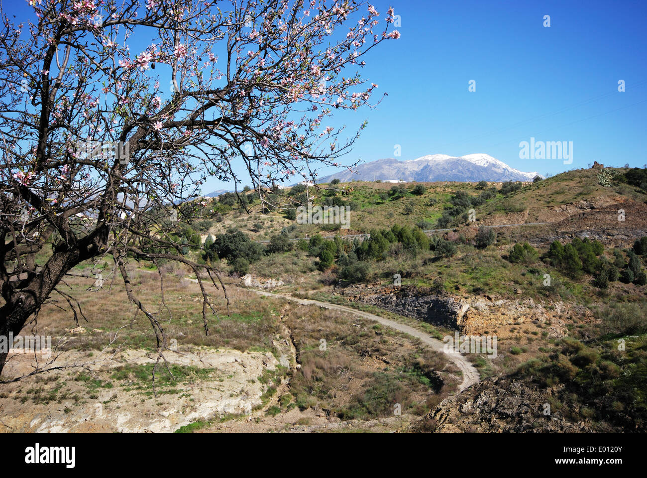 Almond tree in the Spanish countryside during the Springtime with snow ...
