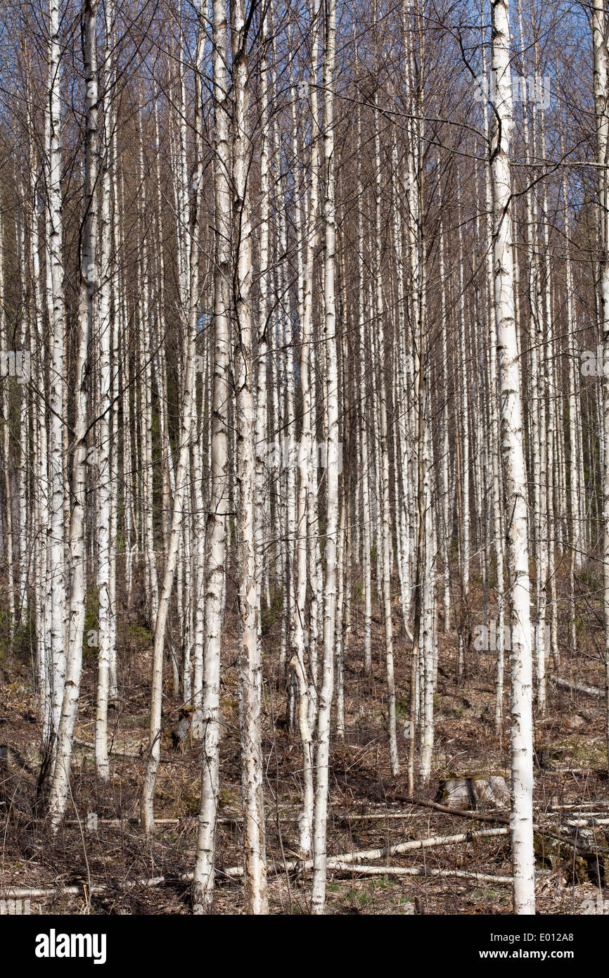 common birch tree trunks, Finland Europe Stock Photo - Alamy