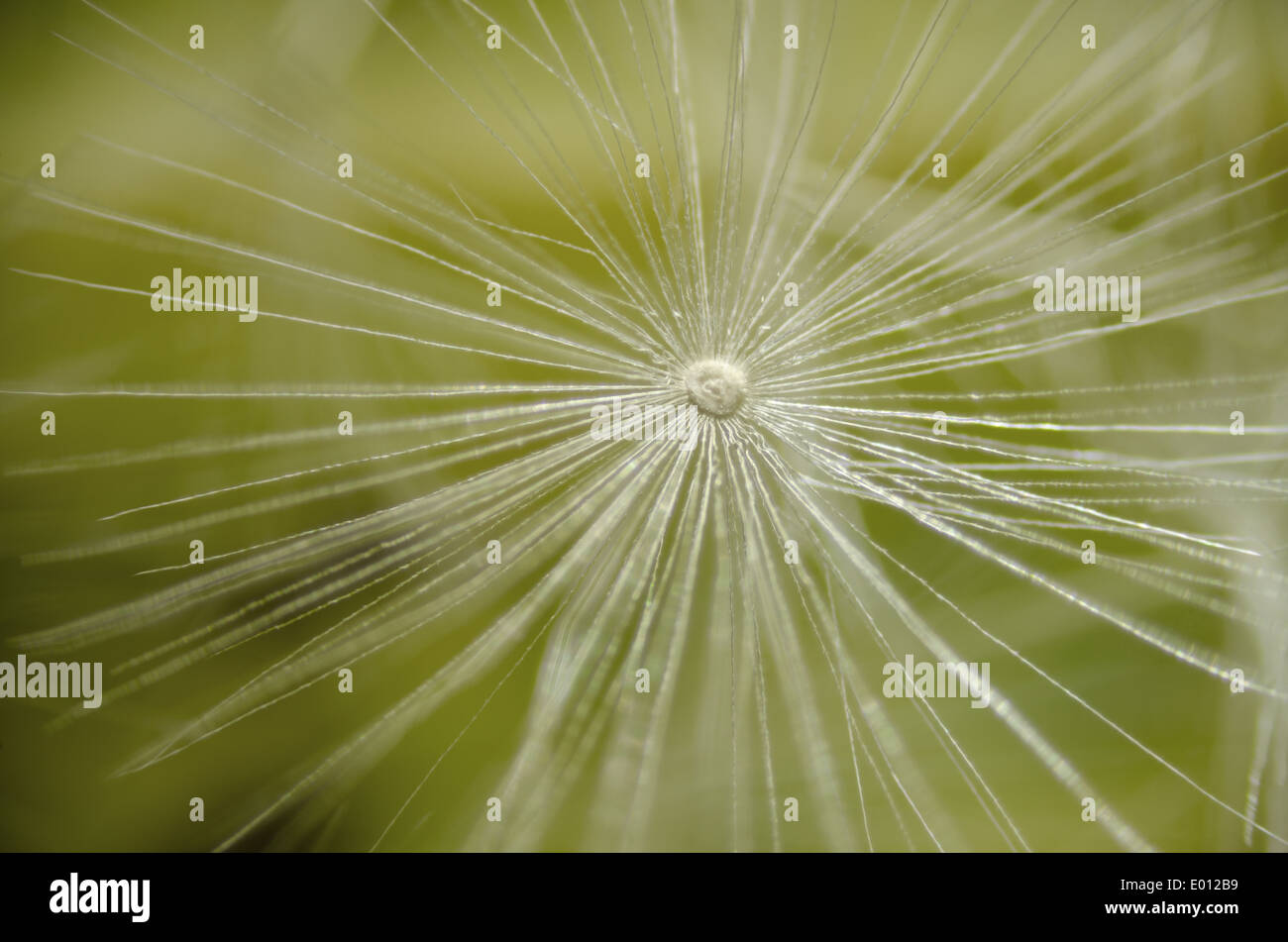 closeup detail of dandelion clock dispersal seeds seed umbrella white ...