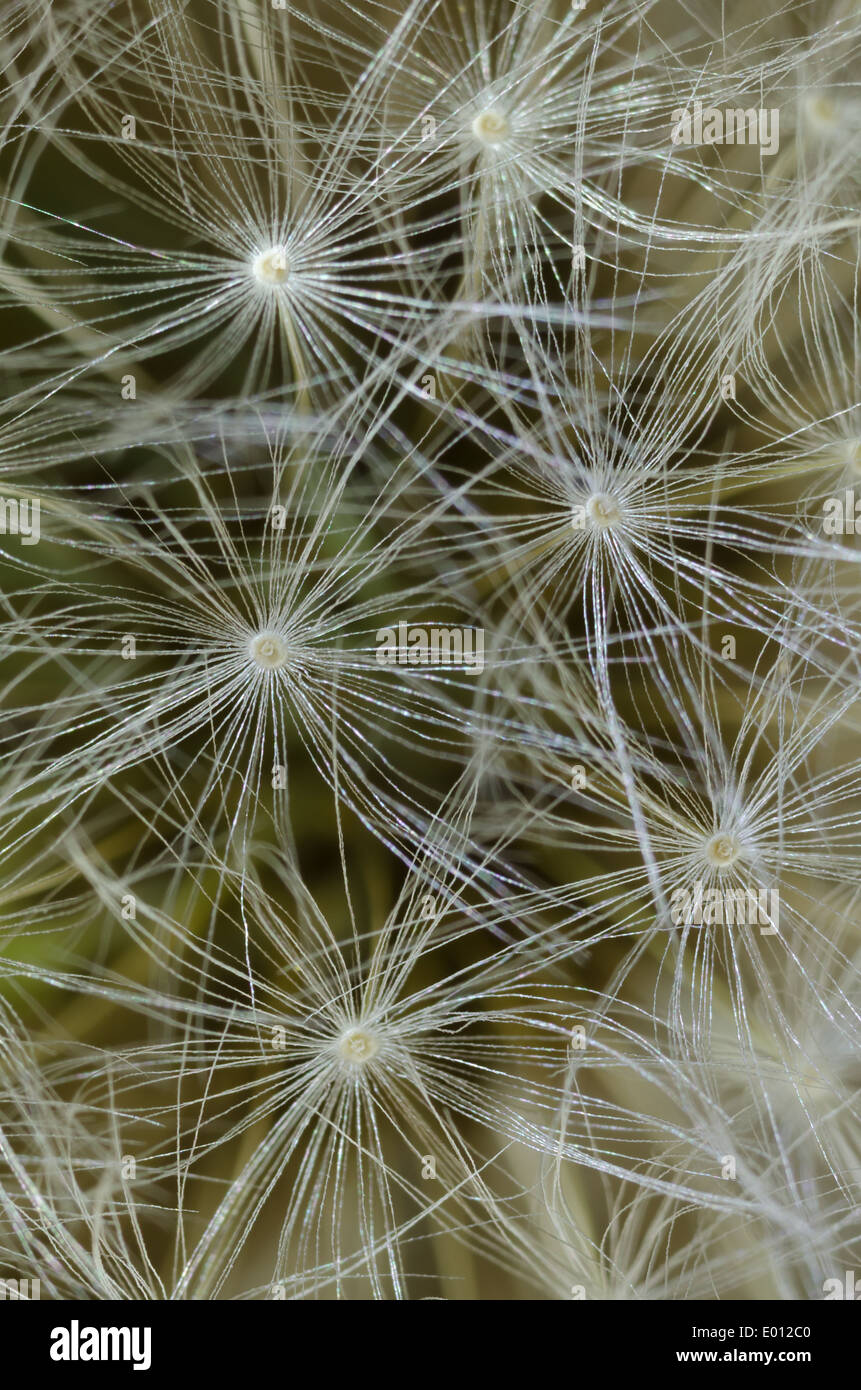 Pappus bristles hi-res stock photography and images - Alamy