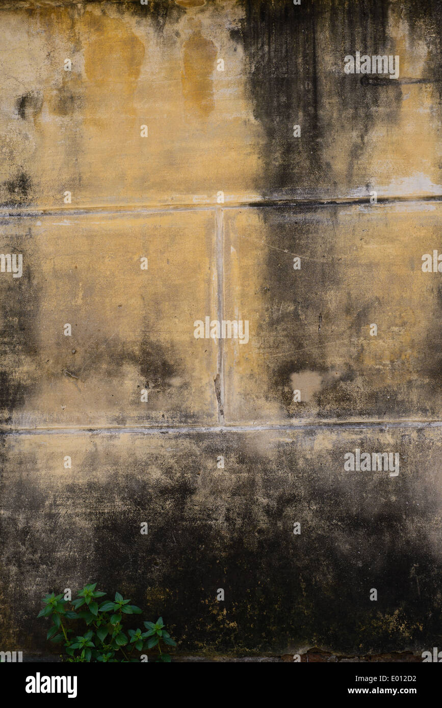 old wall background, light mustard yellow with black mold wall, cement ...