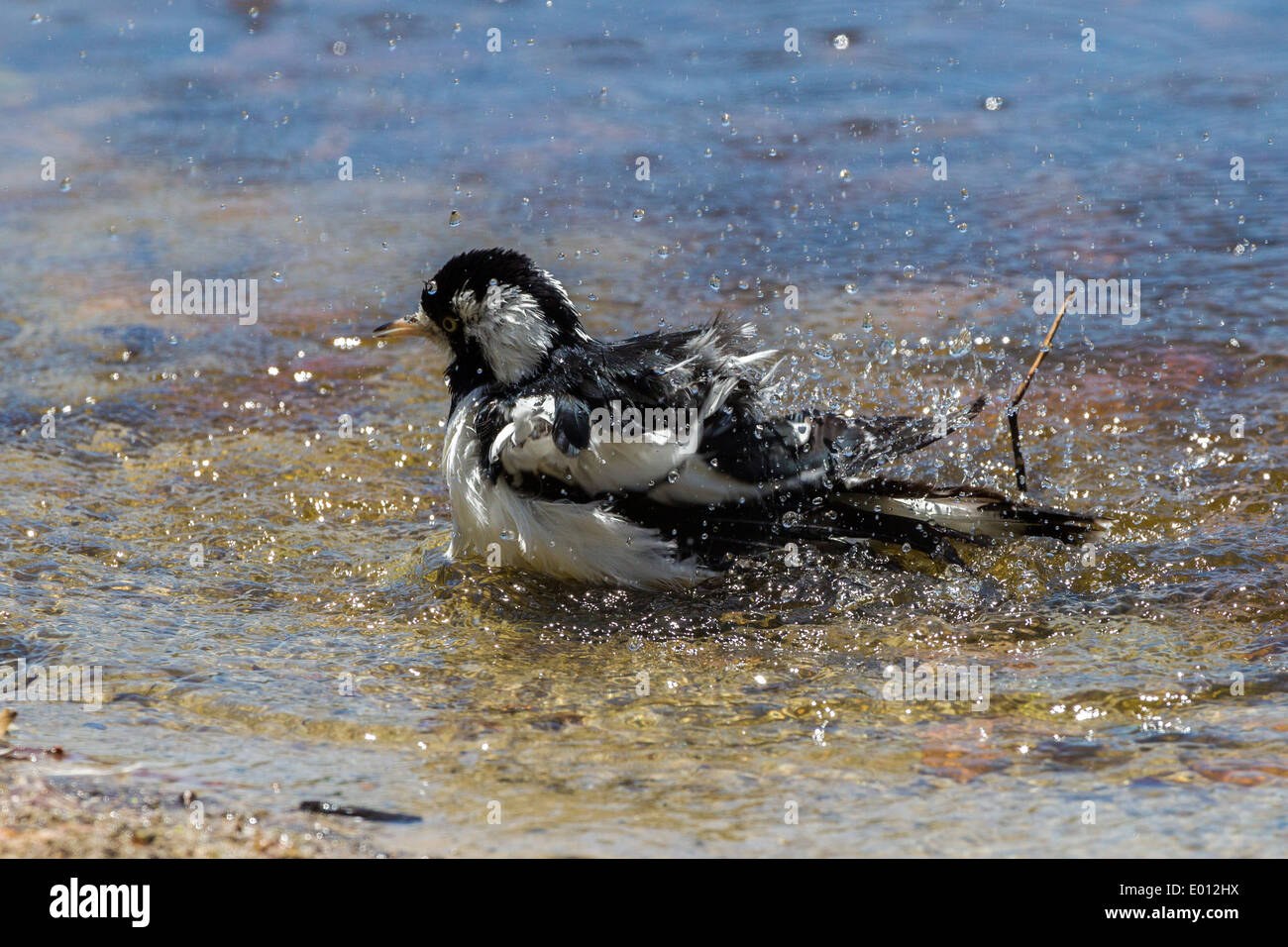 Magpie Lark. Grallina cyanoleuca bathing on the edge of Tomato Lake ...