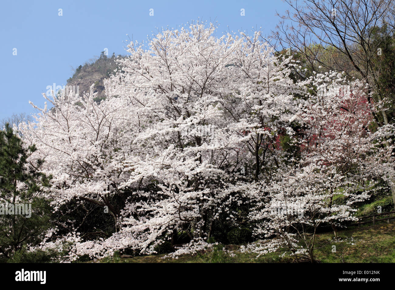 big cherry blossom tree Stock Photo - Alamy