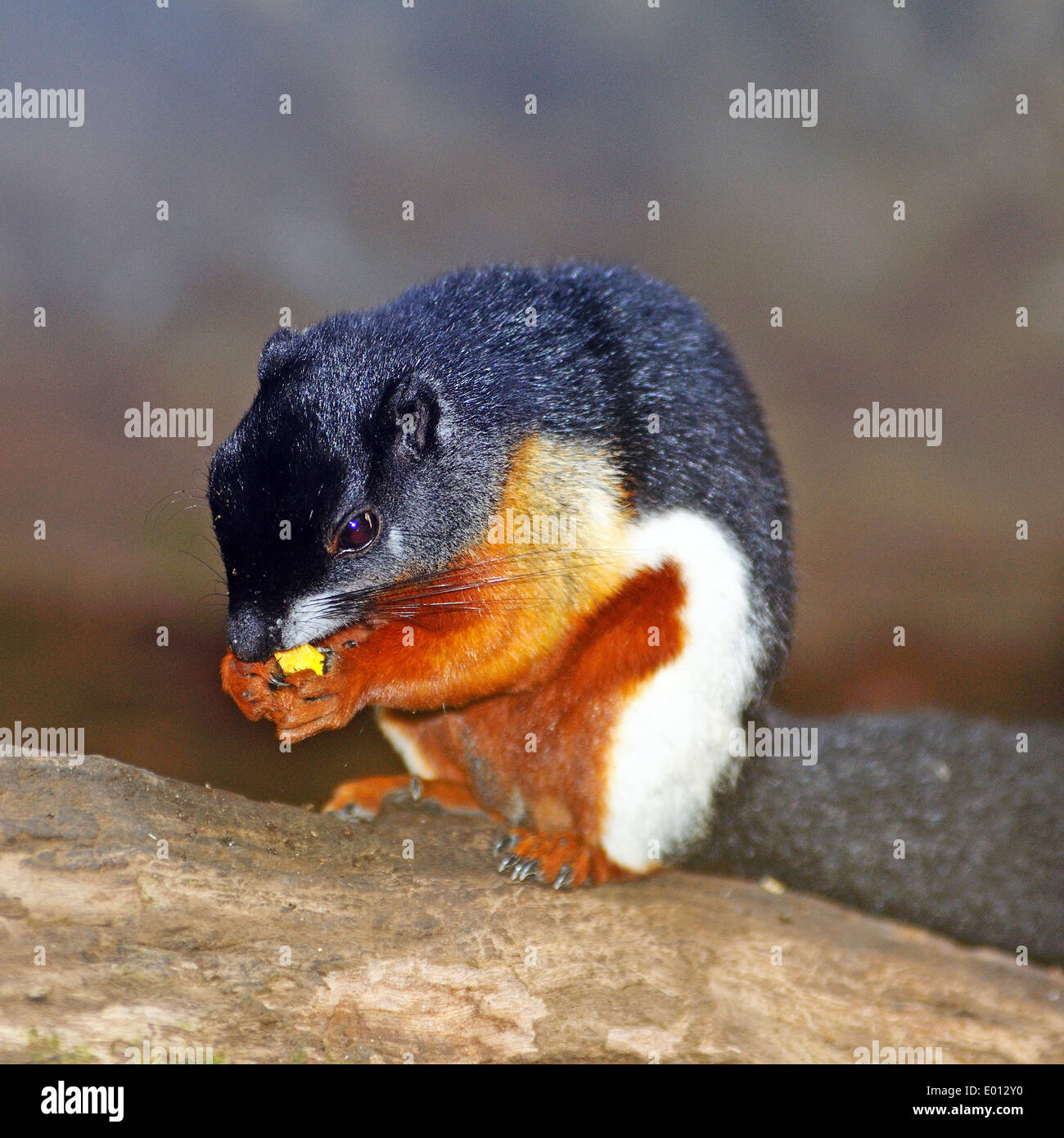 Tri colored squirrel hi-res stock photography and images - Alamy