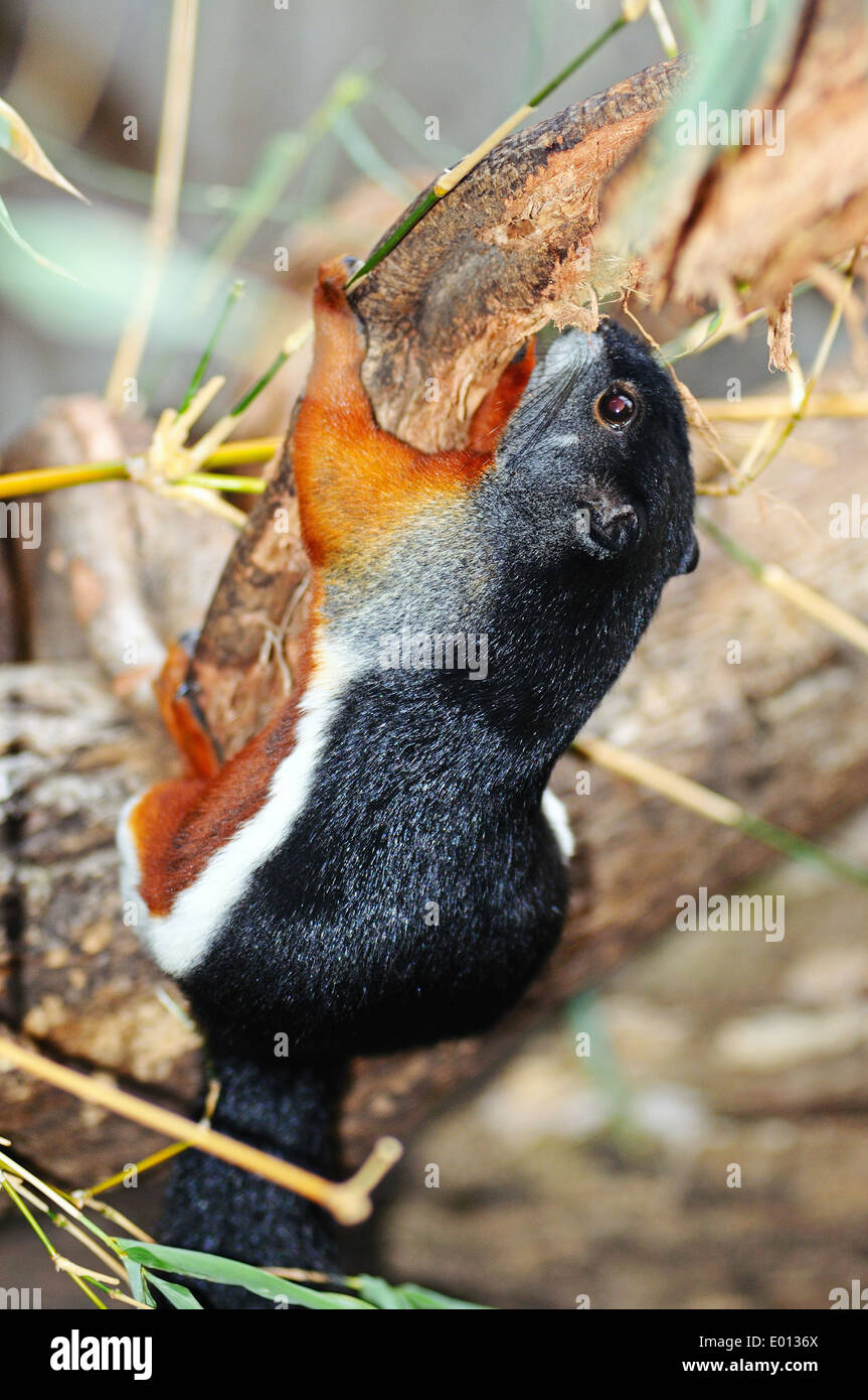 Asian tri-coloured squirrel (Callosciurus Stock Photo - Alamy
