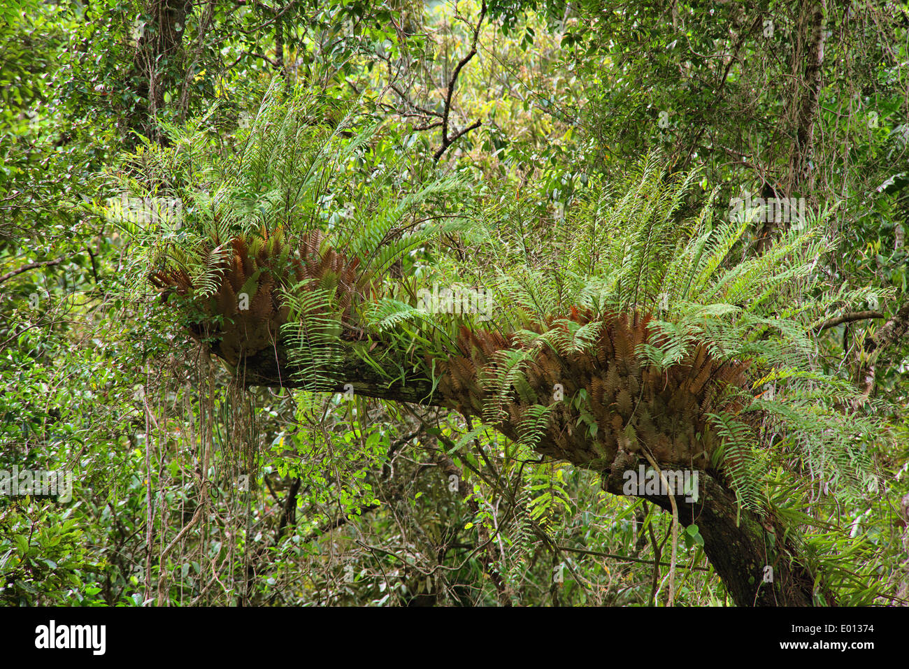 Crystal Cascades rainforest, Cairns, Queensland, Australia Stock Photo ...