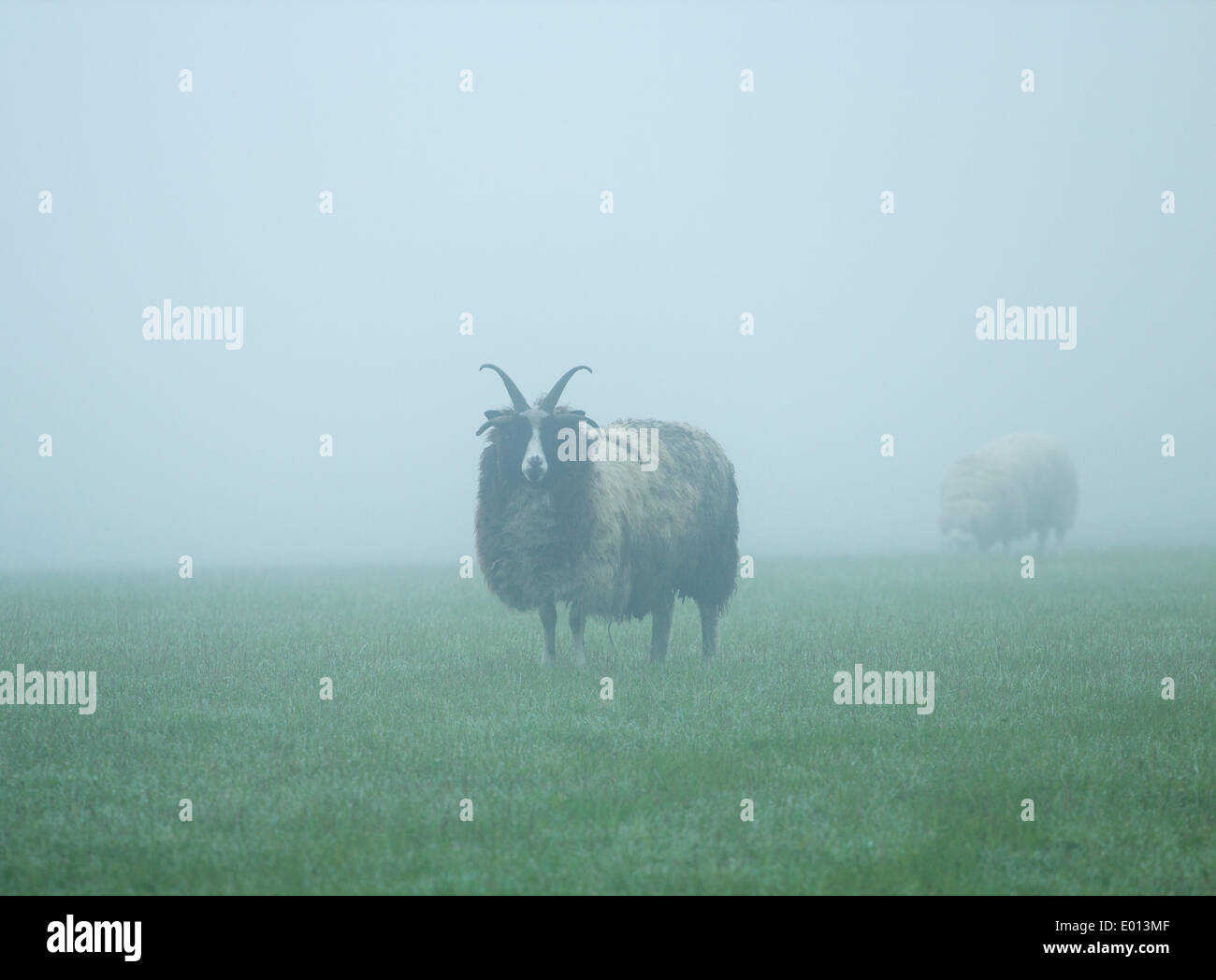 Sheep, ram on a misty morning. UK Stock Photo - Alamy