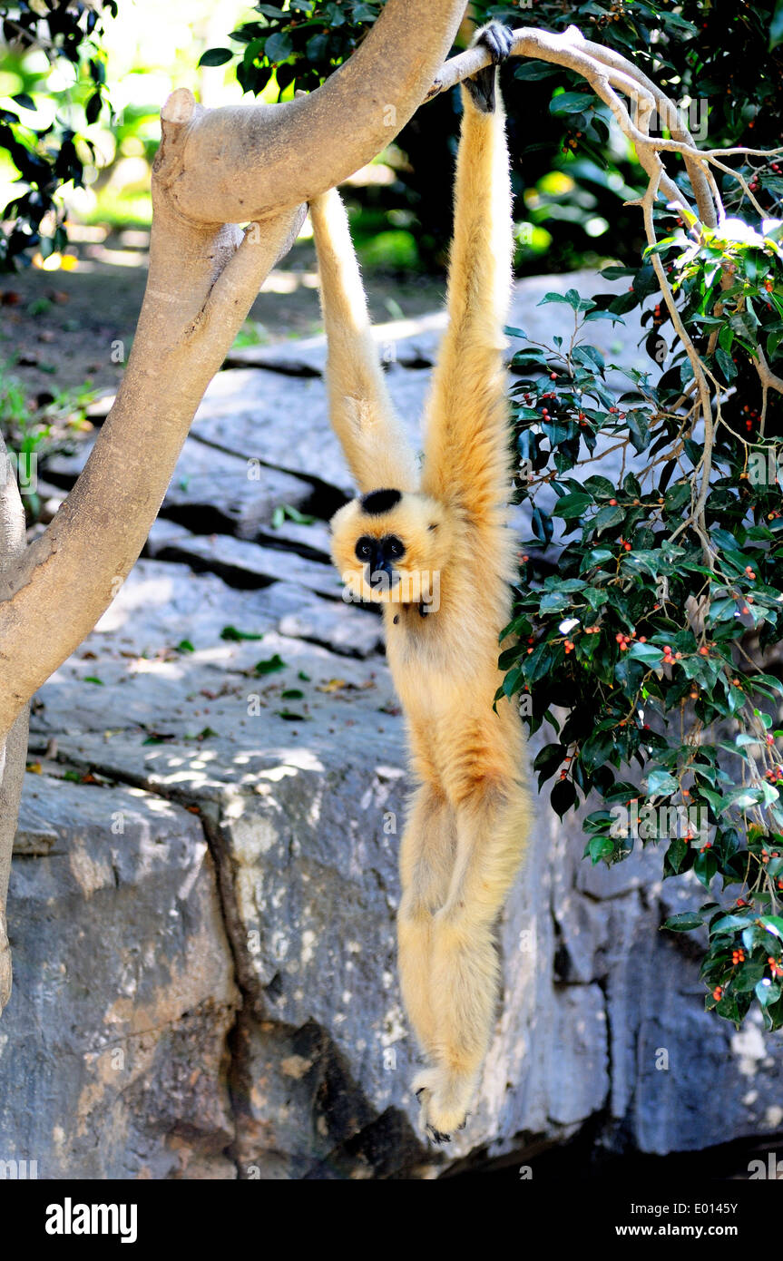 Golden cheeked crested gibbon hi-res stock photography and images - Alamy