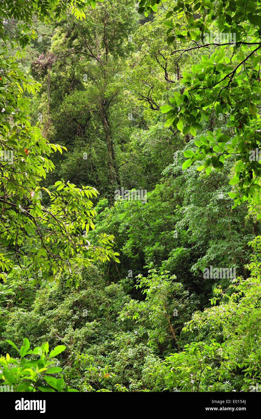 Crystal Cascades rainforest, Cairns, Queensland, Australia Stock Photo ...