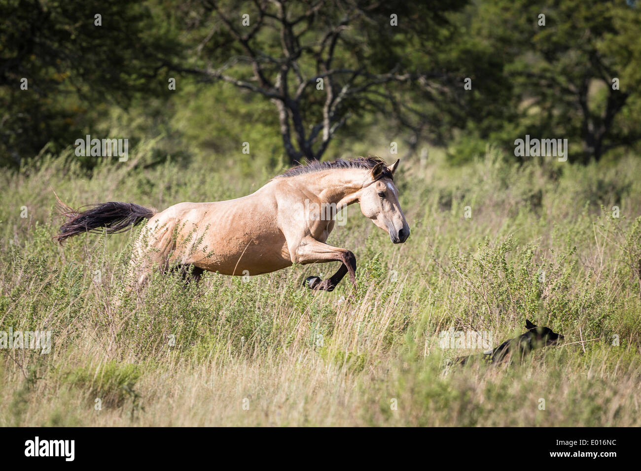 Nooitgedacht Pony. Dun mare and dog galloping in savannah. South Africa ...