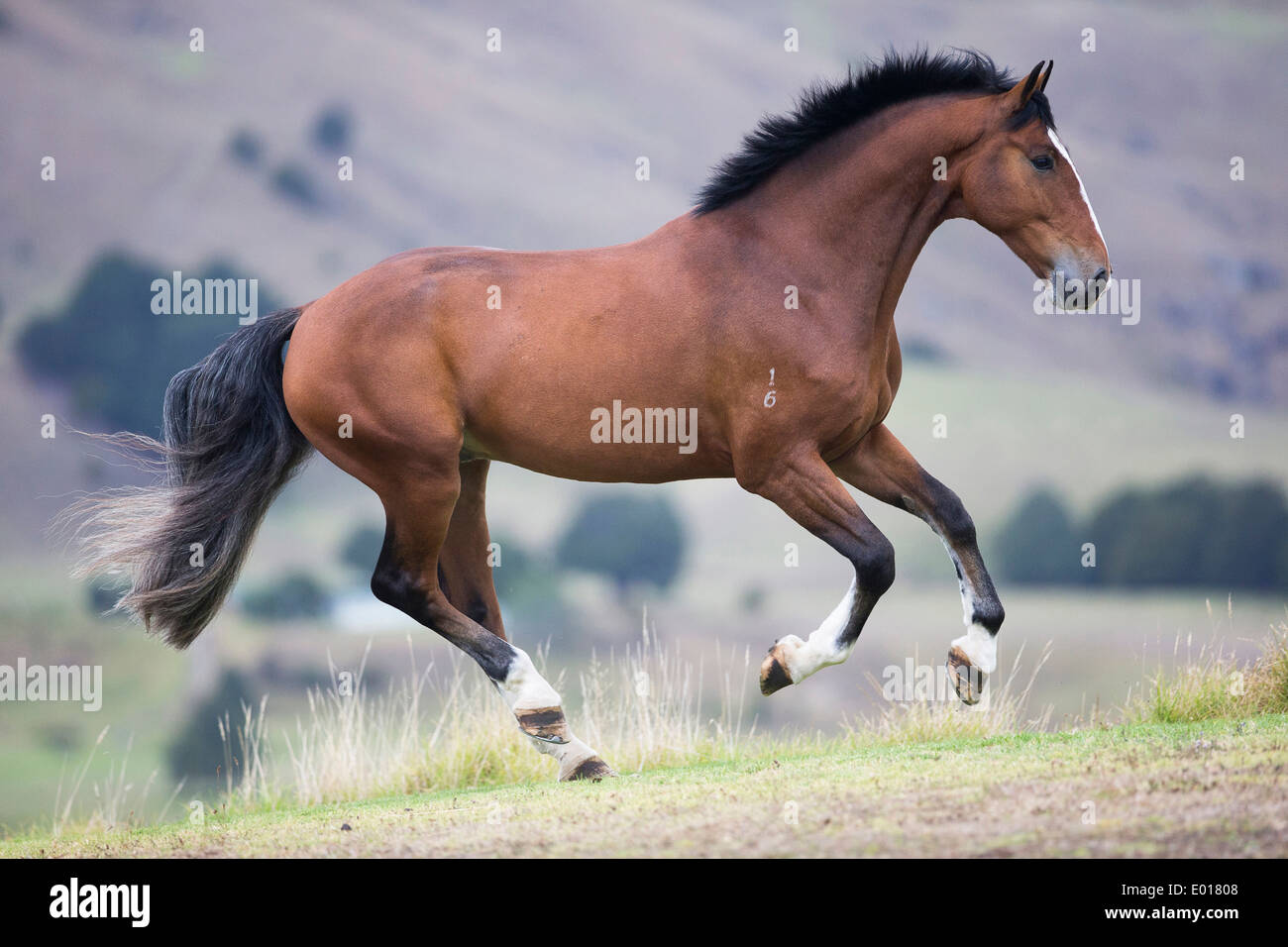Bay Horse A Time Traveling Horse Walks Into A Bar": Bay Horse Café