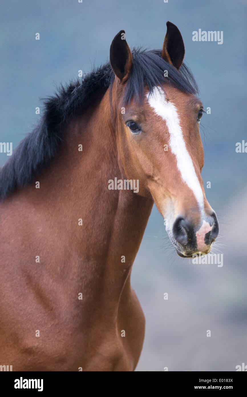 Bay Horse A Time Traveling Horse Walks Into A Bar": Bay Horse Café