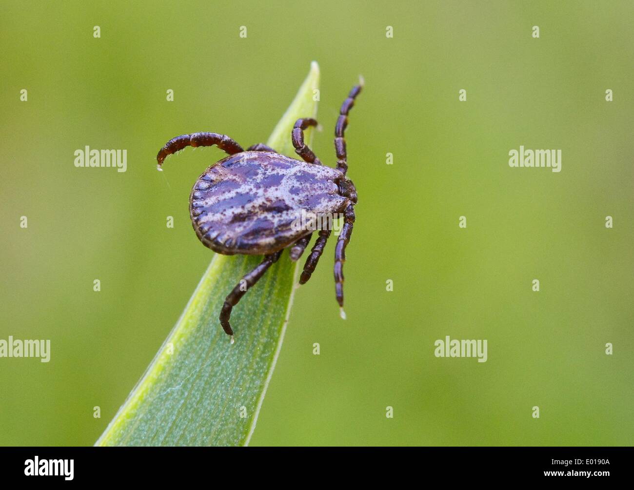 Germany tick species hi-res stock photography and images - Alamy