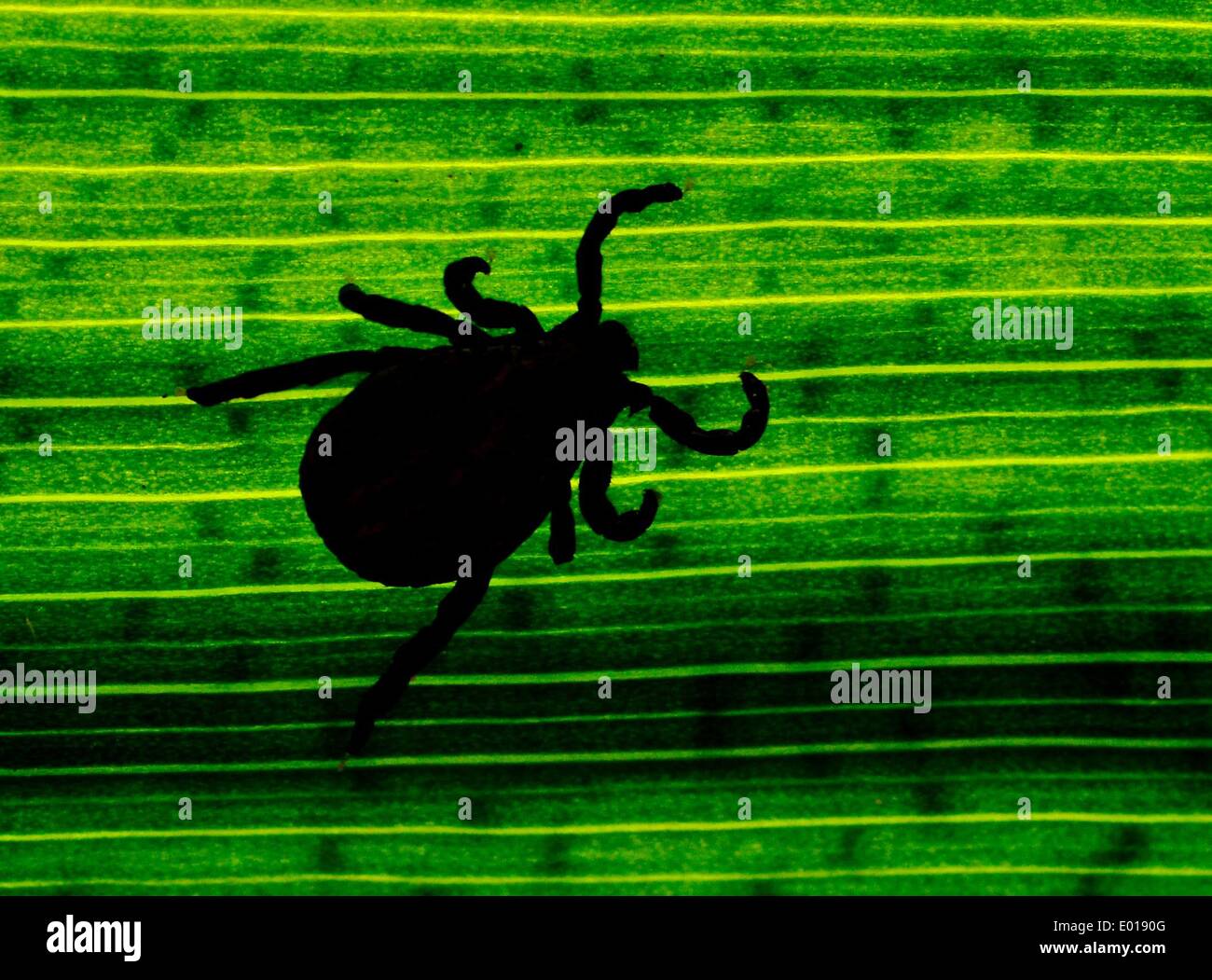 Sieversdorf, Germany. 28th Apr, 2014. A tick on a leaf in a garden in ...