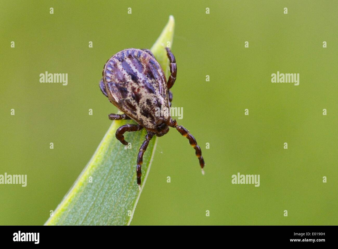 Germany tick species hi-res stock photography and images - Alamy