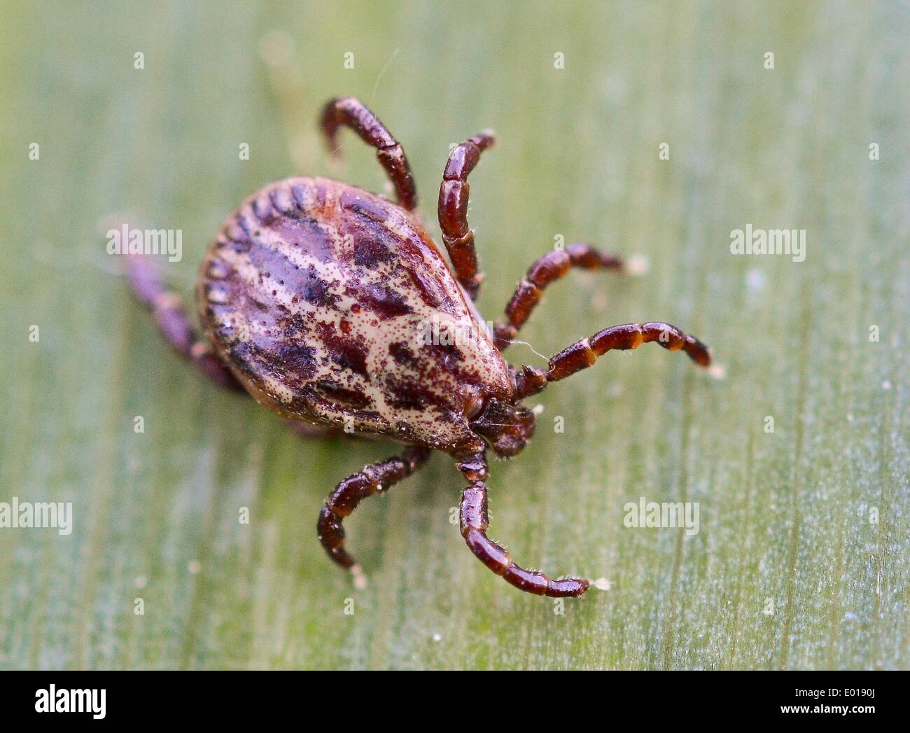 Germany tick species hi-res stock photography and images - Alamy
