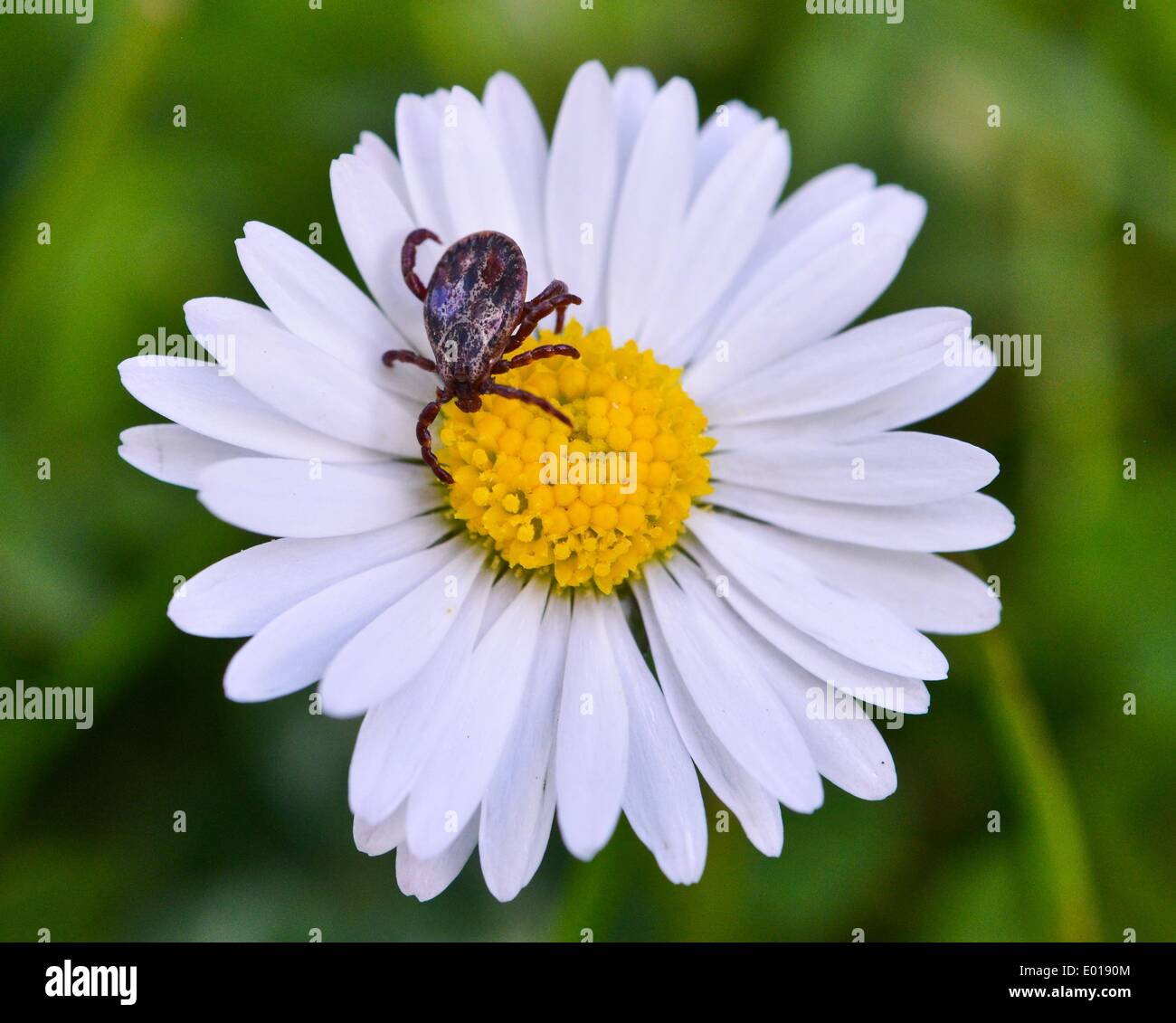 Germany tick species hi-res stock photography and images - Alamy