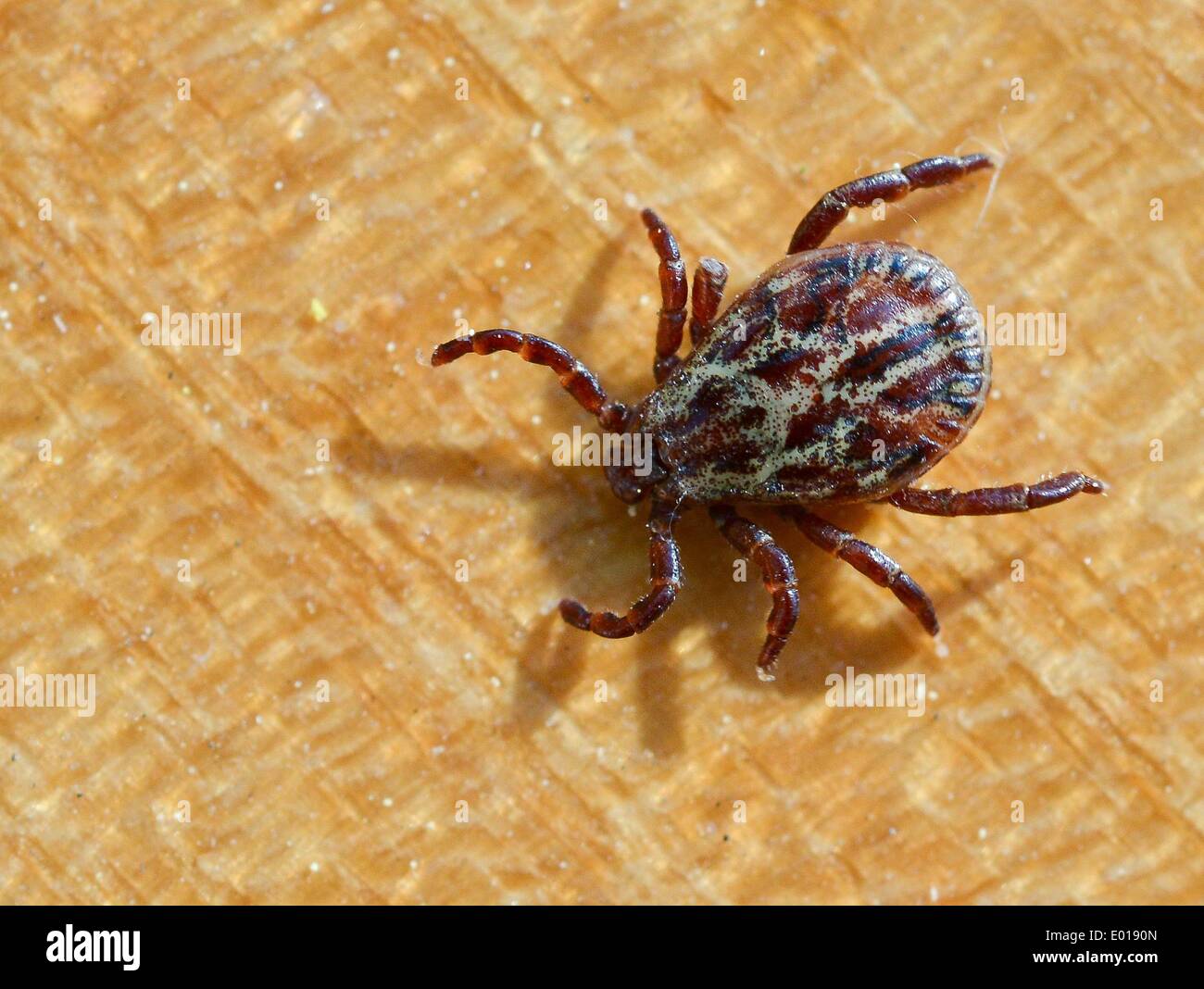 Germany tick species hi-res stock photography and images - Alamy