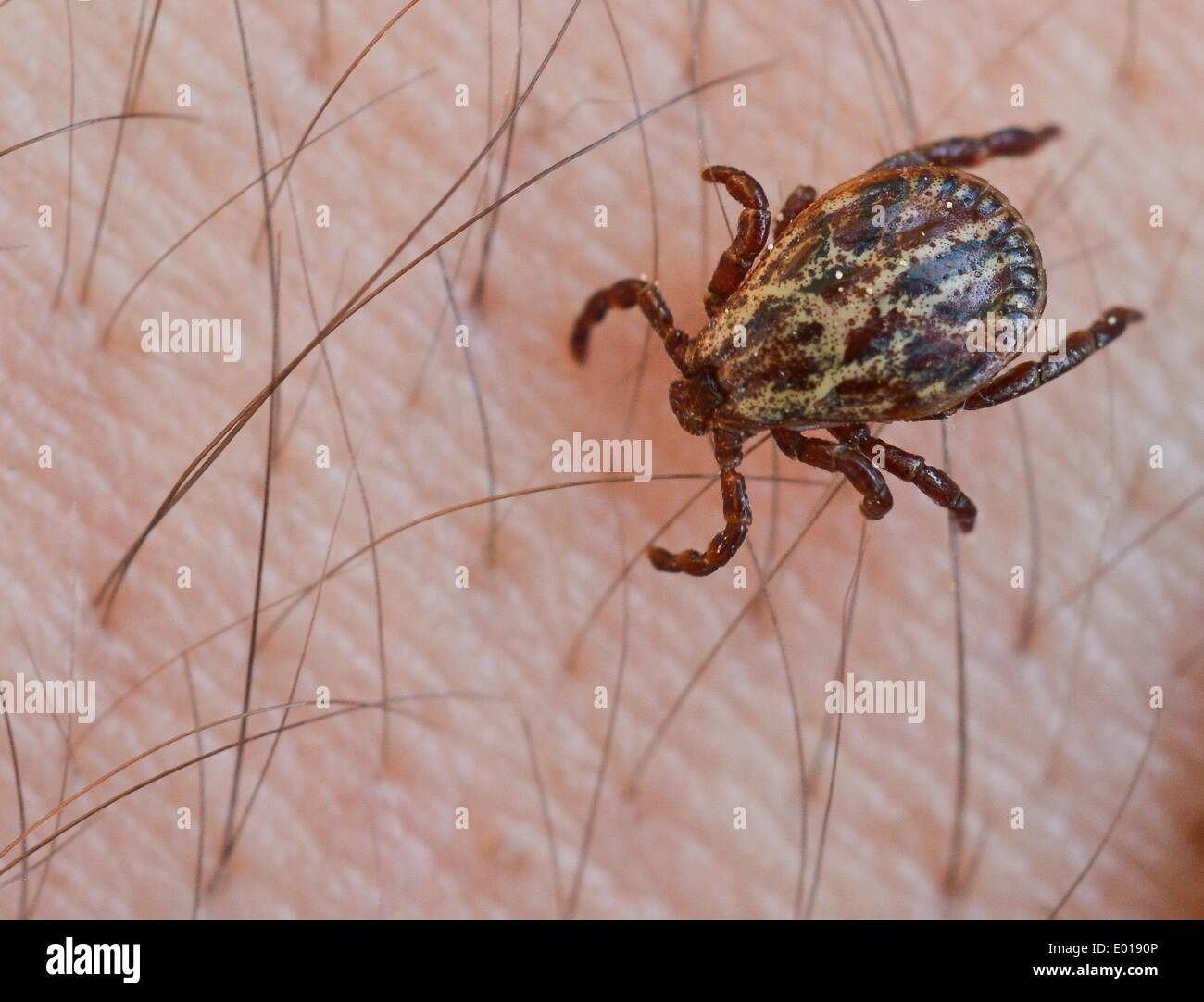 Sieversdorf, Germany. 28th Apr, 2014. A tick crawls over the haity arm ...