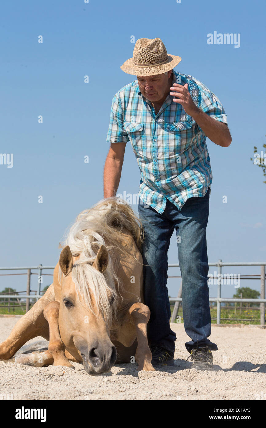 Quarter Pony. Man next to a palomino stallion. Germany Stock Photo - Alamy