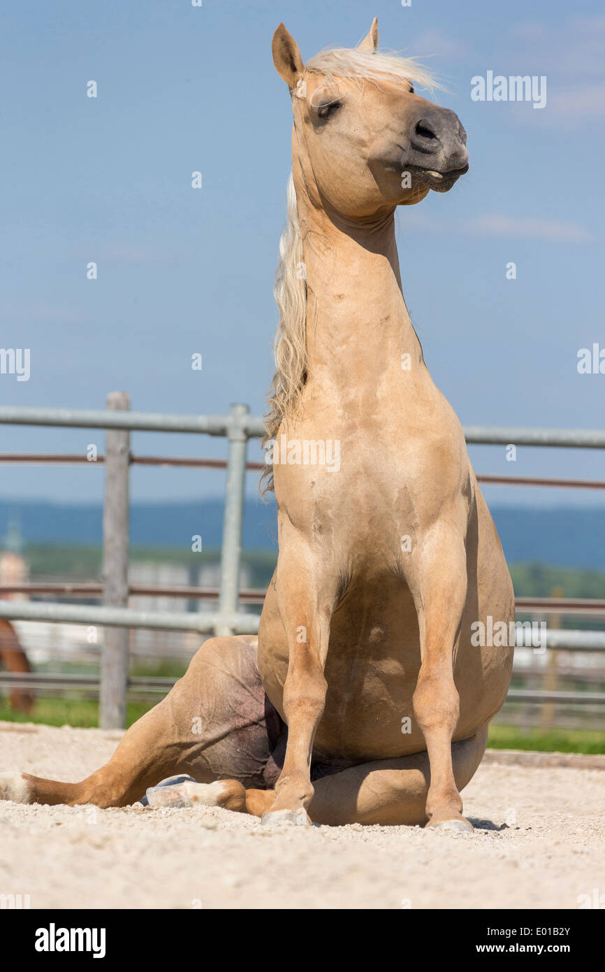 Quarter Pony. Palomino stallion sitting. Germany Stock Photo - Alamy