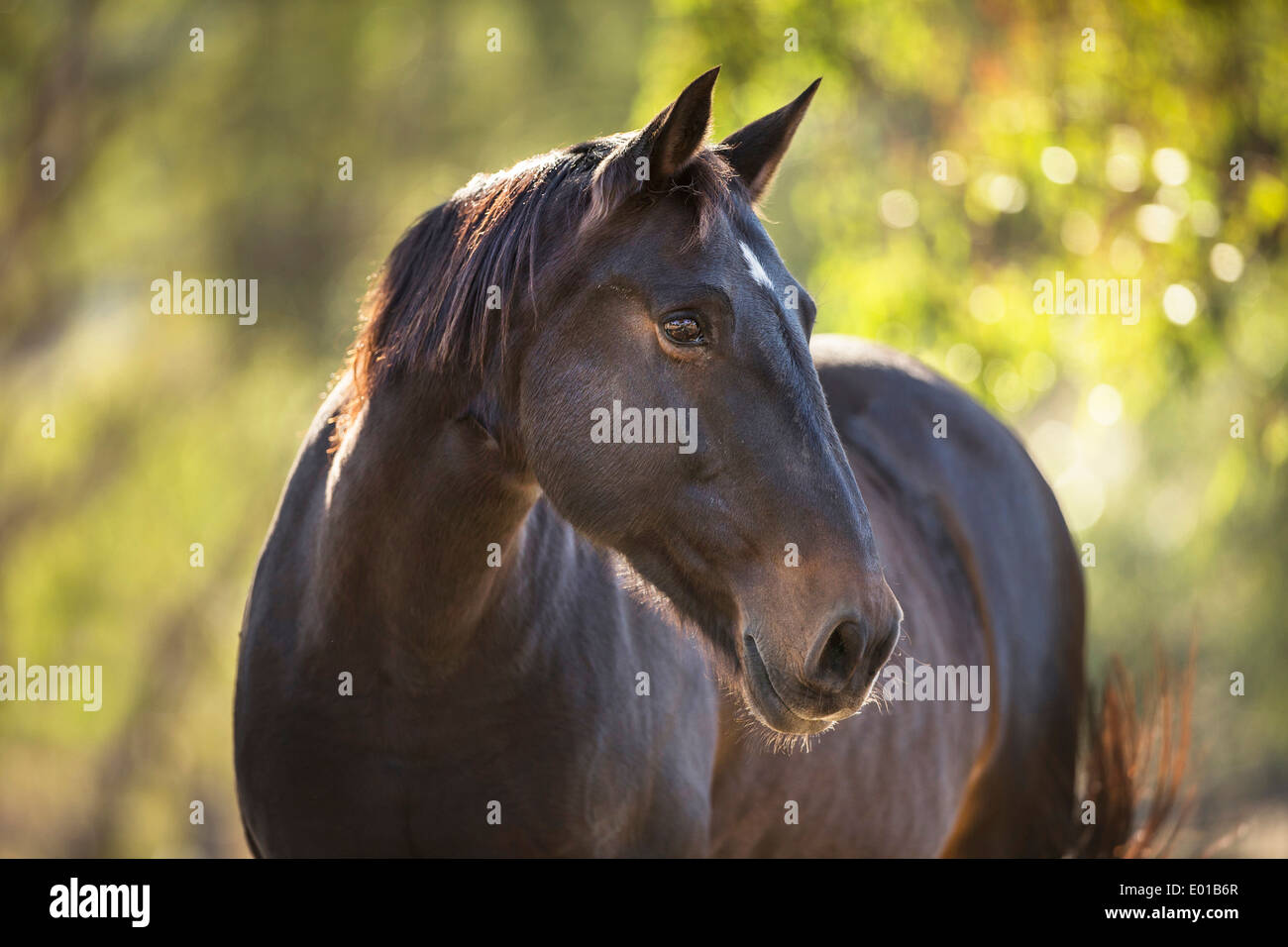 Waler Horse. Portrait of a mare. Australia Stock Photo - Alamy