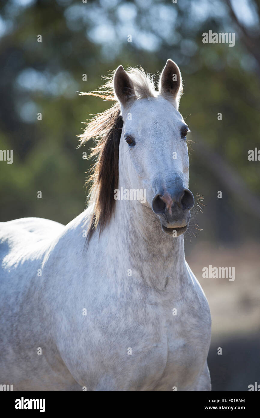 Waler hi-res stock photography and images - Alamy