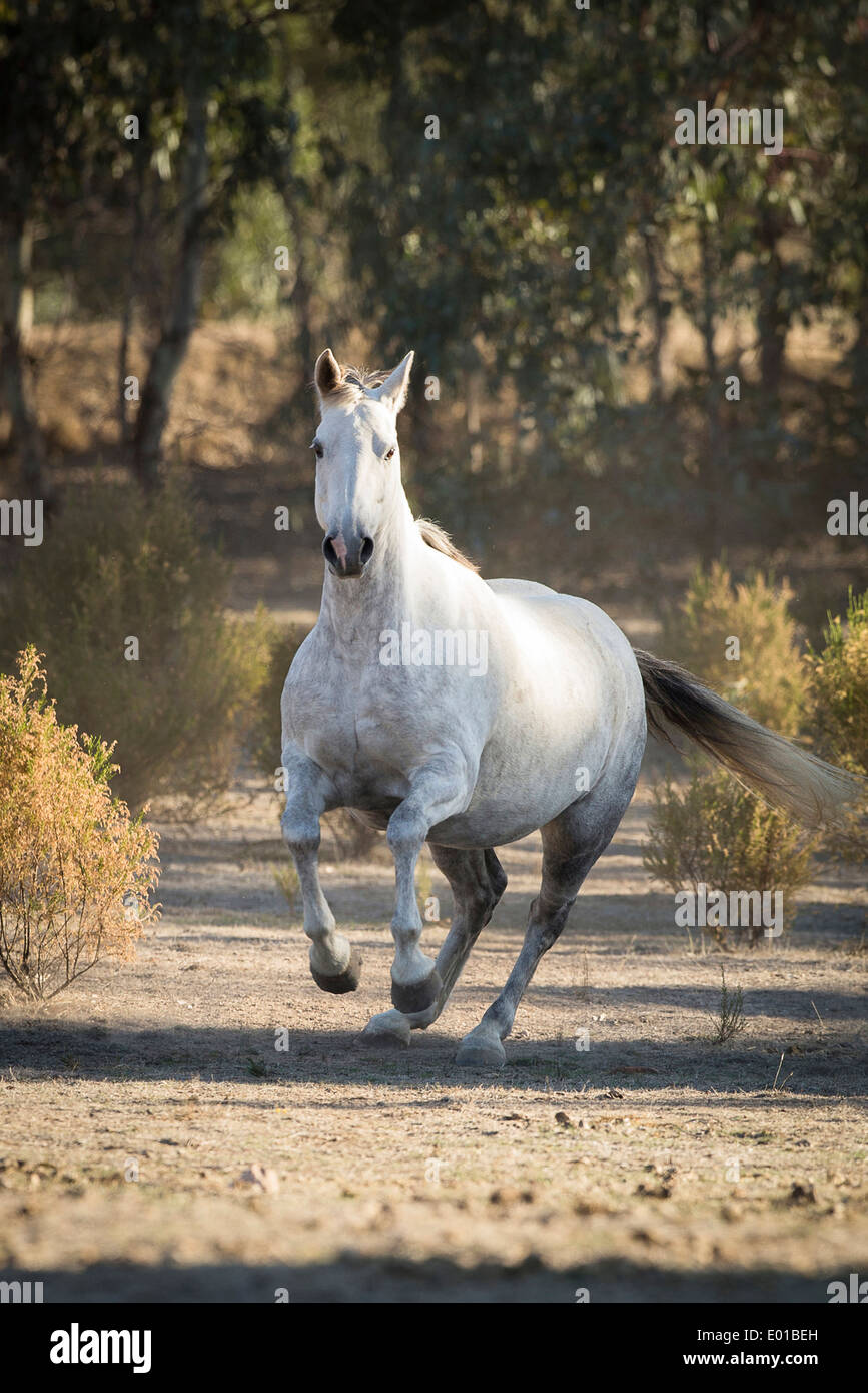 Waler horse hi-res stock photography and images - Alamy