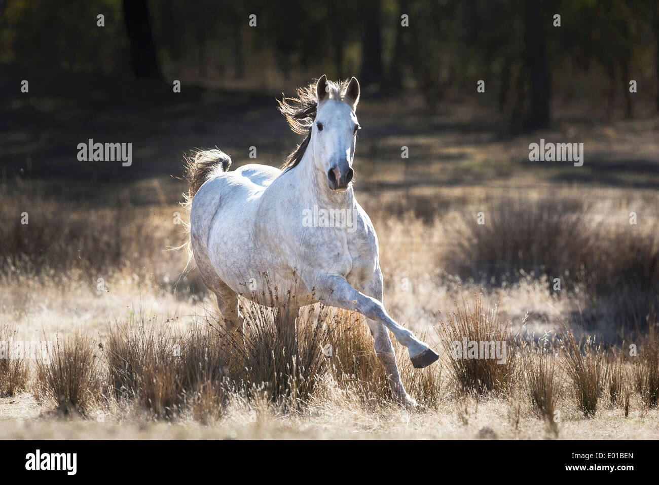 Waler horse hi-res stock photography and images - Alamy