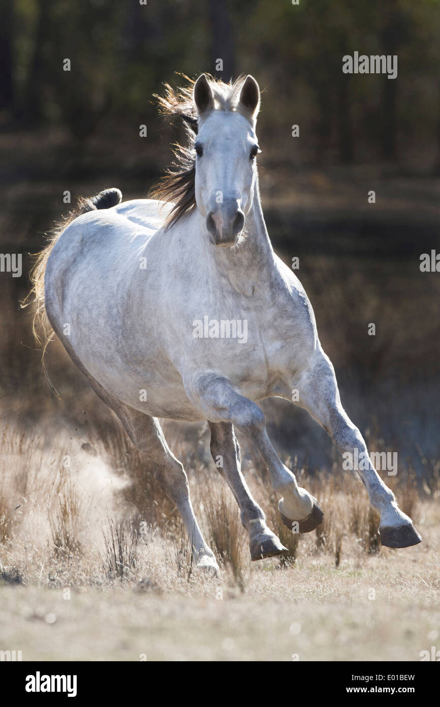 Waler horse hi-res stock photography and images - Alamy